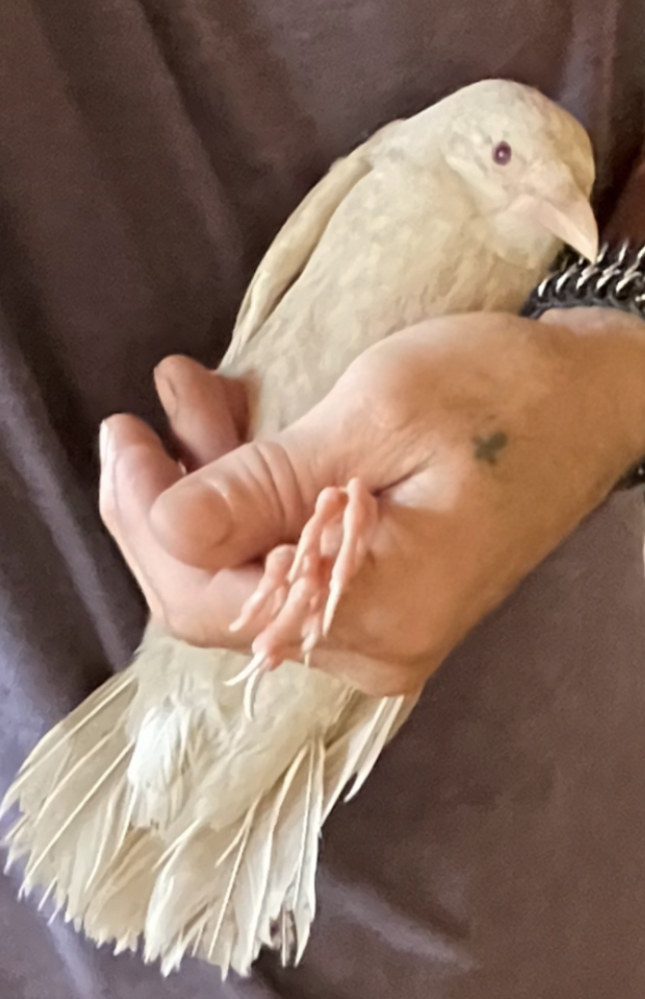 Rescuers Admit An Injured Bird — Then Realize She's Extremely Rare ...