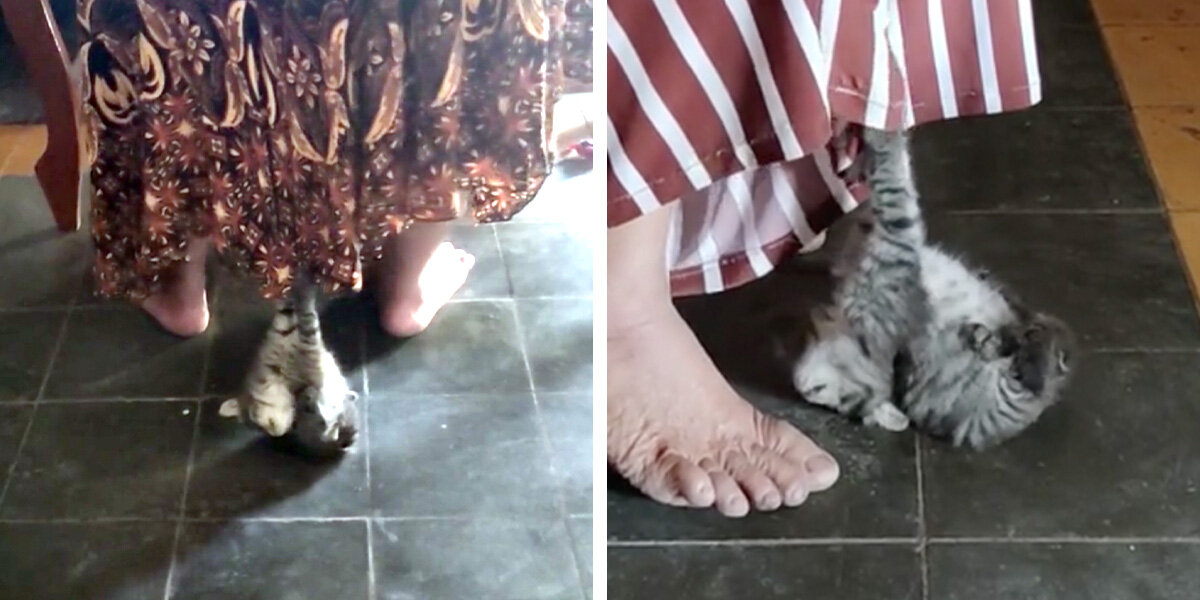 World's Clingiest Kitten Has Utterly Adorable Attachment Issues - The Dodo