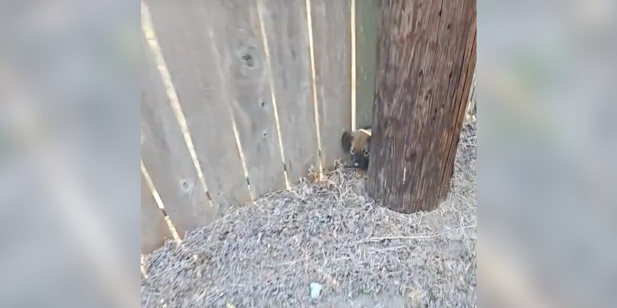 Woman Sees Someone Behind A Pole And Ends Up Saving Two Lives - The Dodo