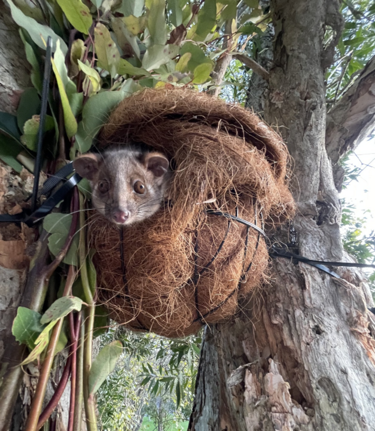 Woman Is ‘Lost For Words’ When She Sees Who’s Trapped In Barbecue - The ...