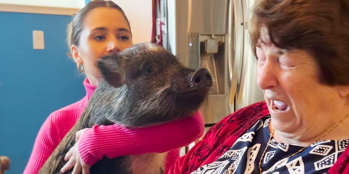 Woman Surprises Her Family With A Pet Pig And They Aren’t Happy ...
