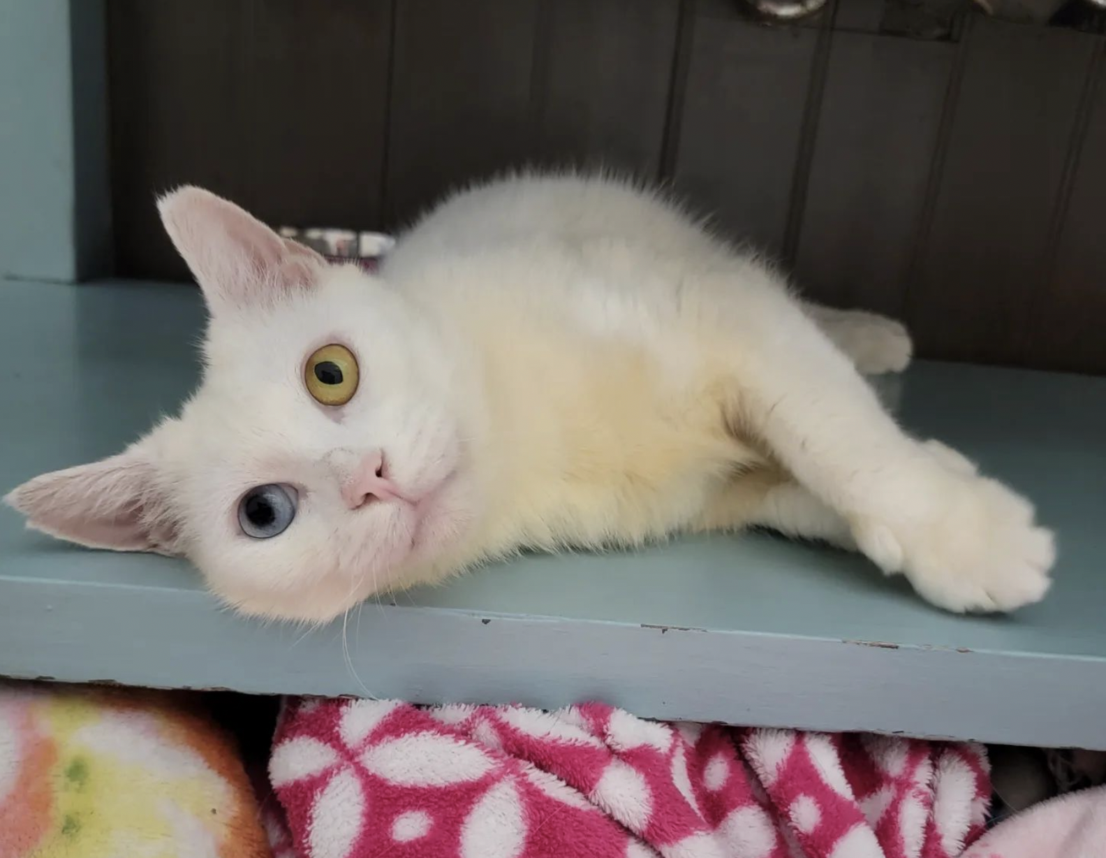 Foster Mom Gasps When Rescued Cat Is Finally Able To Open His Eyes ...
