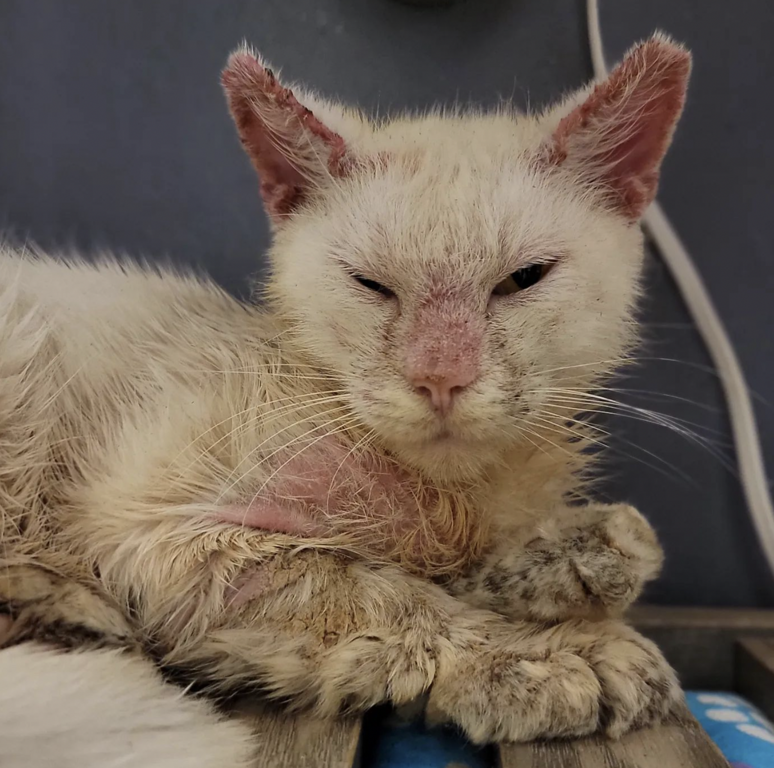 Foster Mom Gasps When Rescued Cat Is Finally Able To Open His Eyes - The Dodo