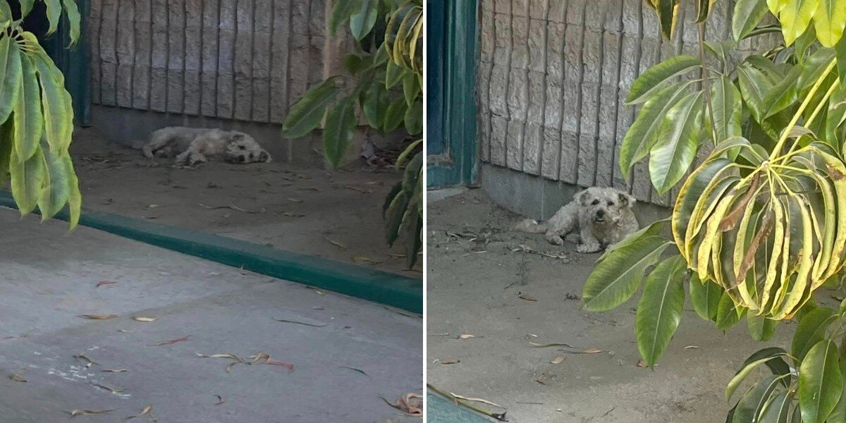Woman Strolling Through Park Discovers Someone Hiding From The Summer ...