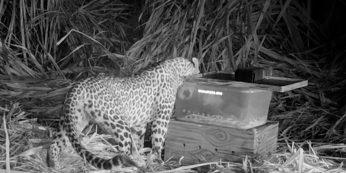 Lost Leopard Cub Keeps Crying For Mom - Videos - The Dodo