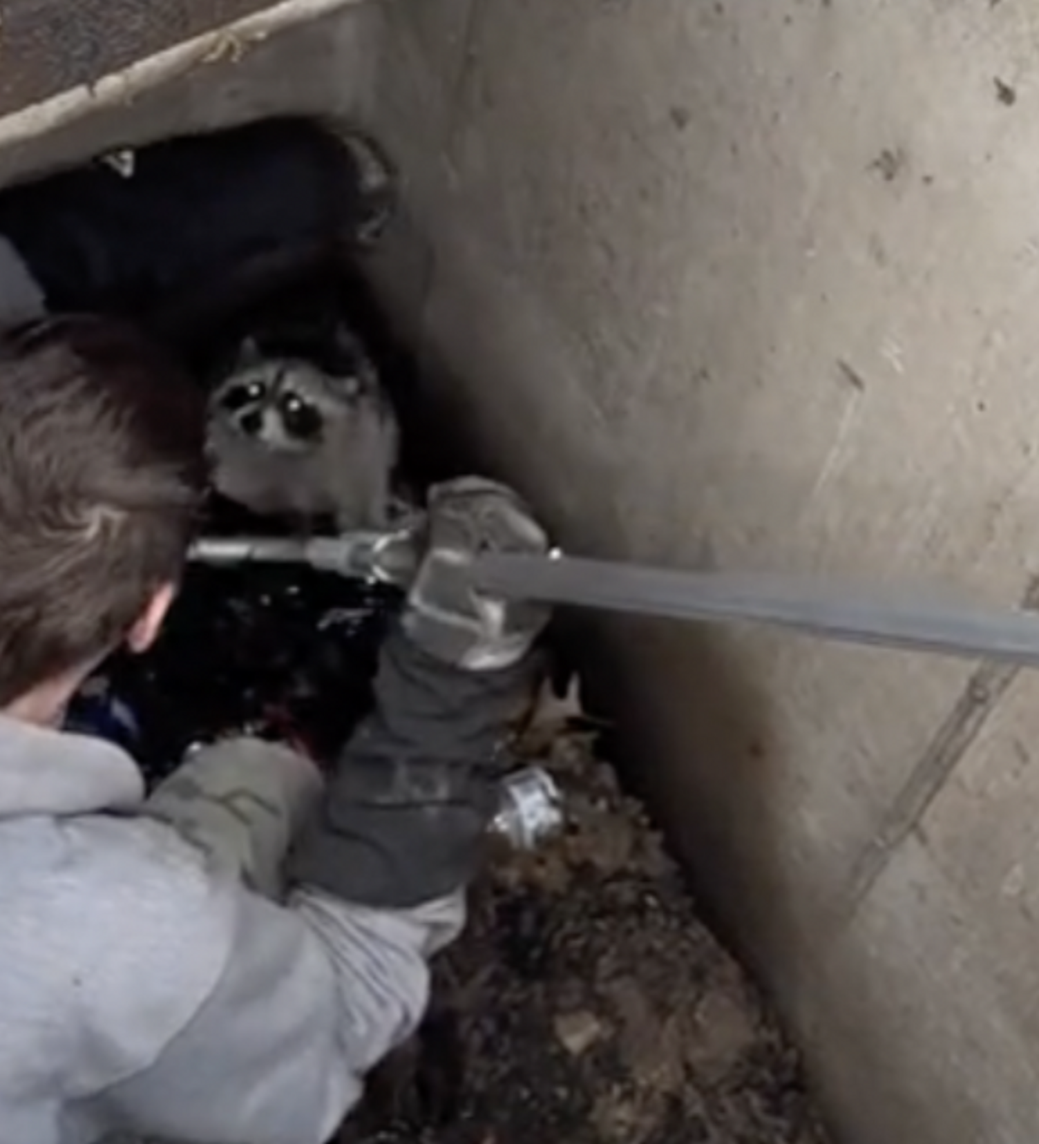 Man Sees Fuzzy Ball At Bottom Of Sewer — Then Realizes It's A Baby ...