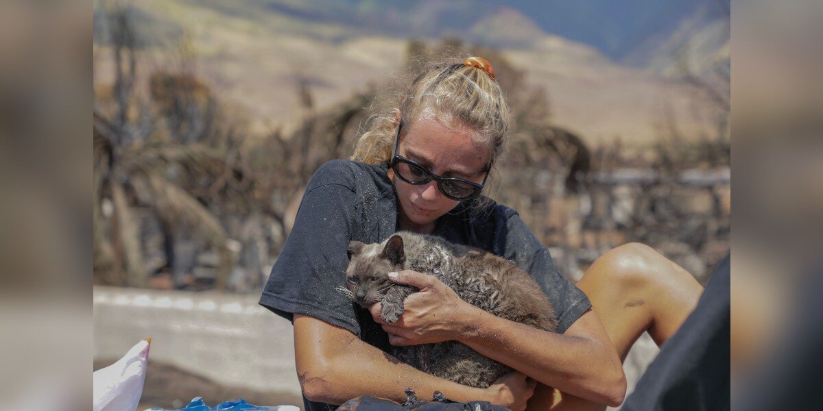 People On Maui Come Together To Help Animals Affected By Fires - The Dodo