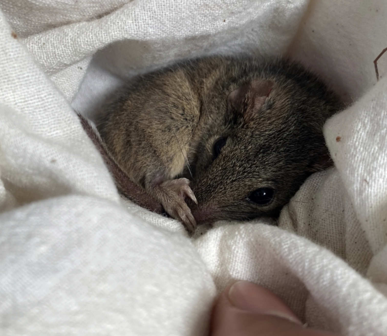 Researchers Are Thrilled To Find Pinky-Sized Baby — Then They Realize ...