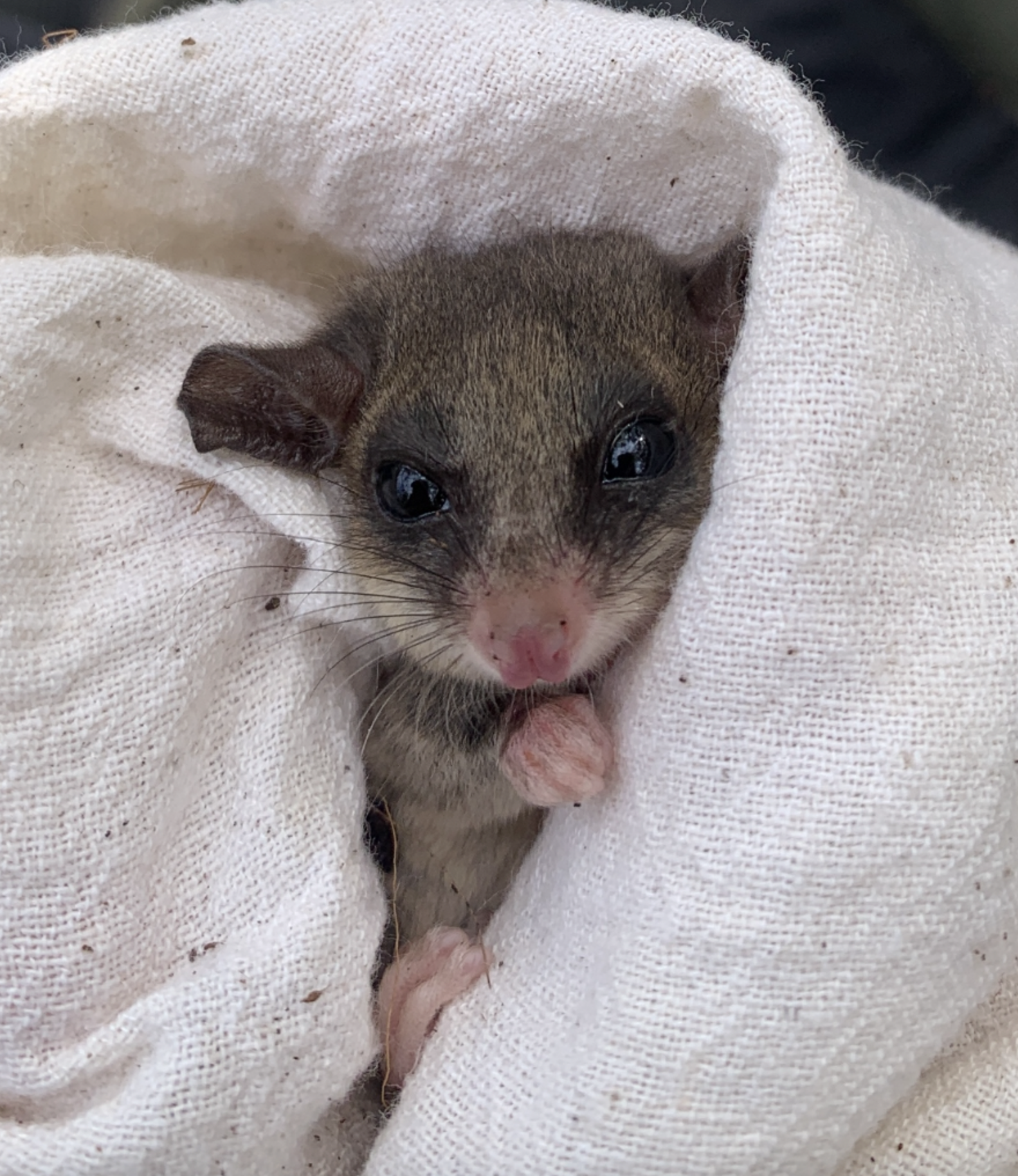 Researchers Are Thrilled To Find Pinky-Sized Baby — Then They Realize ...