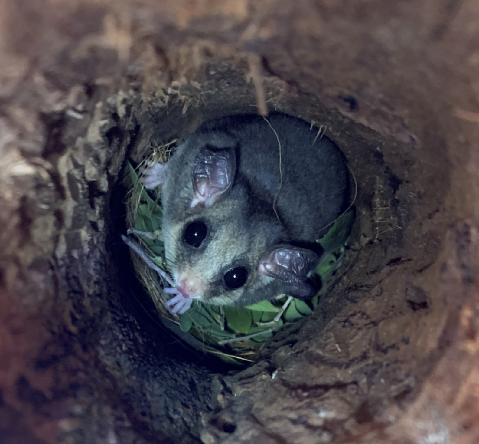 Researchers Are Thrilled To Find Pinky-Sized Baby — Then They Realize ...