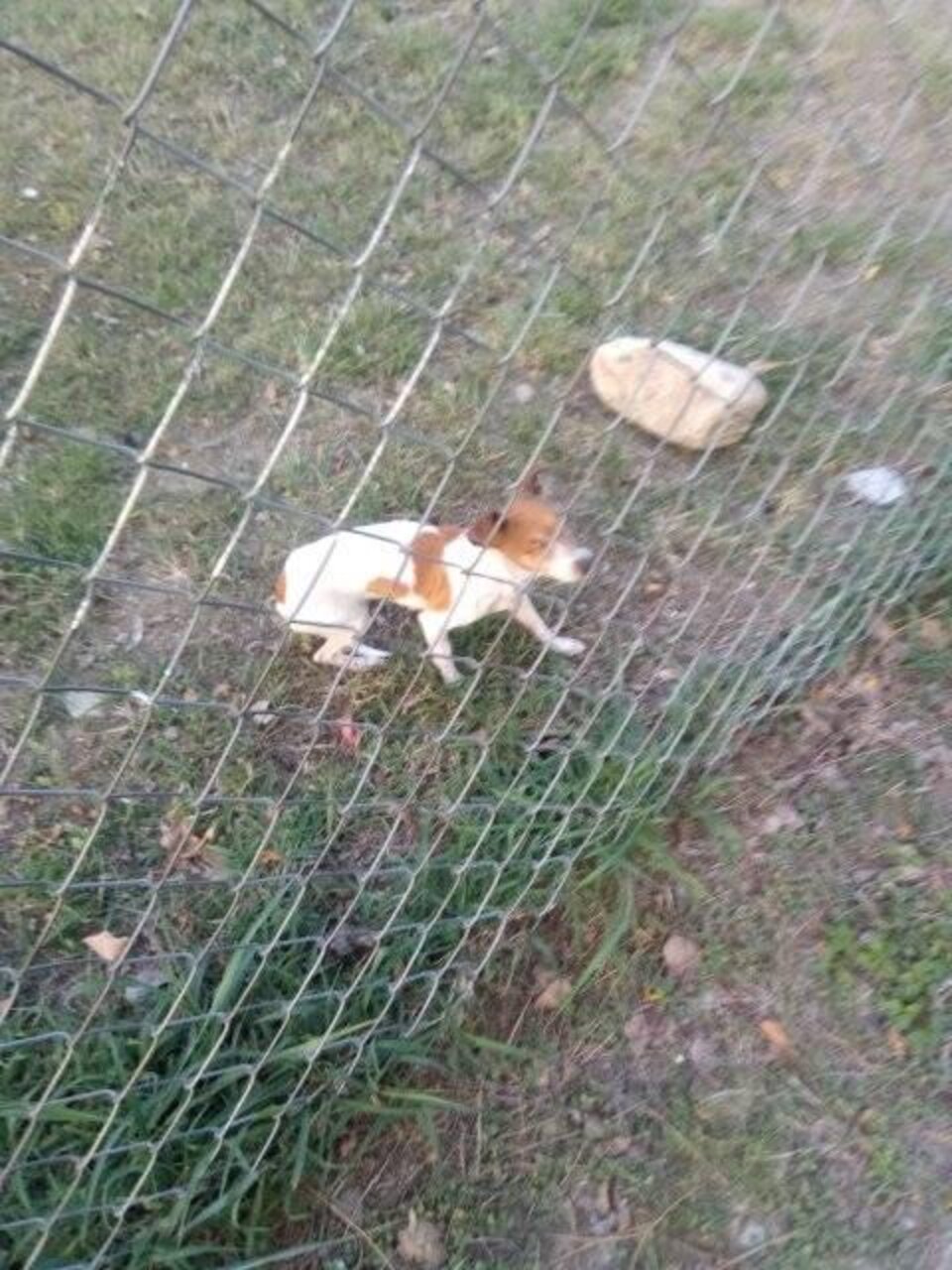Man Changes Everything For Little Dog Abandoned In A World She Cannot ...