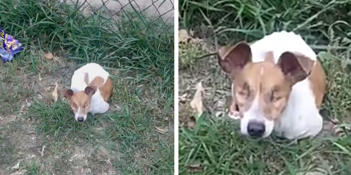 Man Changes Everything For Little Dog Abandoned In A World She Cannot ...