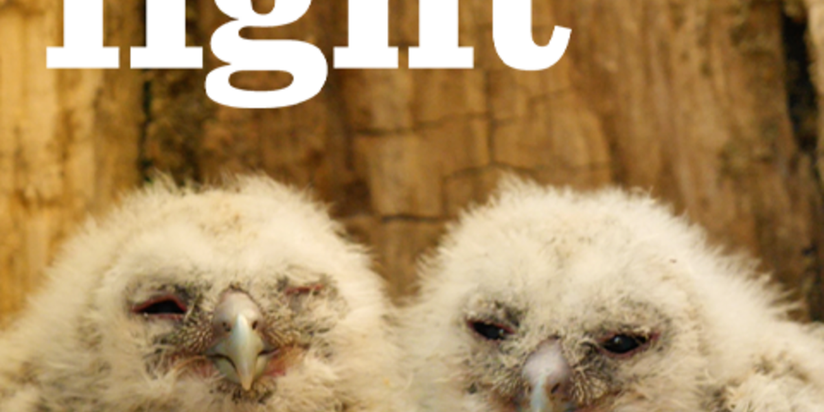 Spotlight - The Dodo
