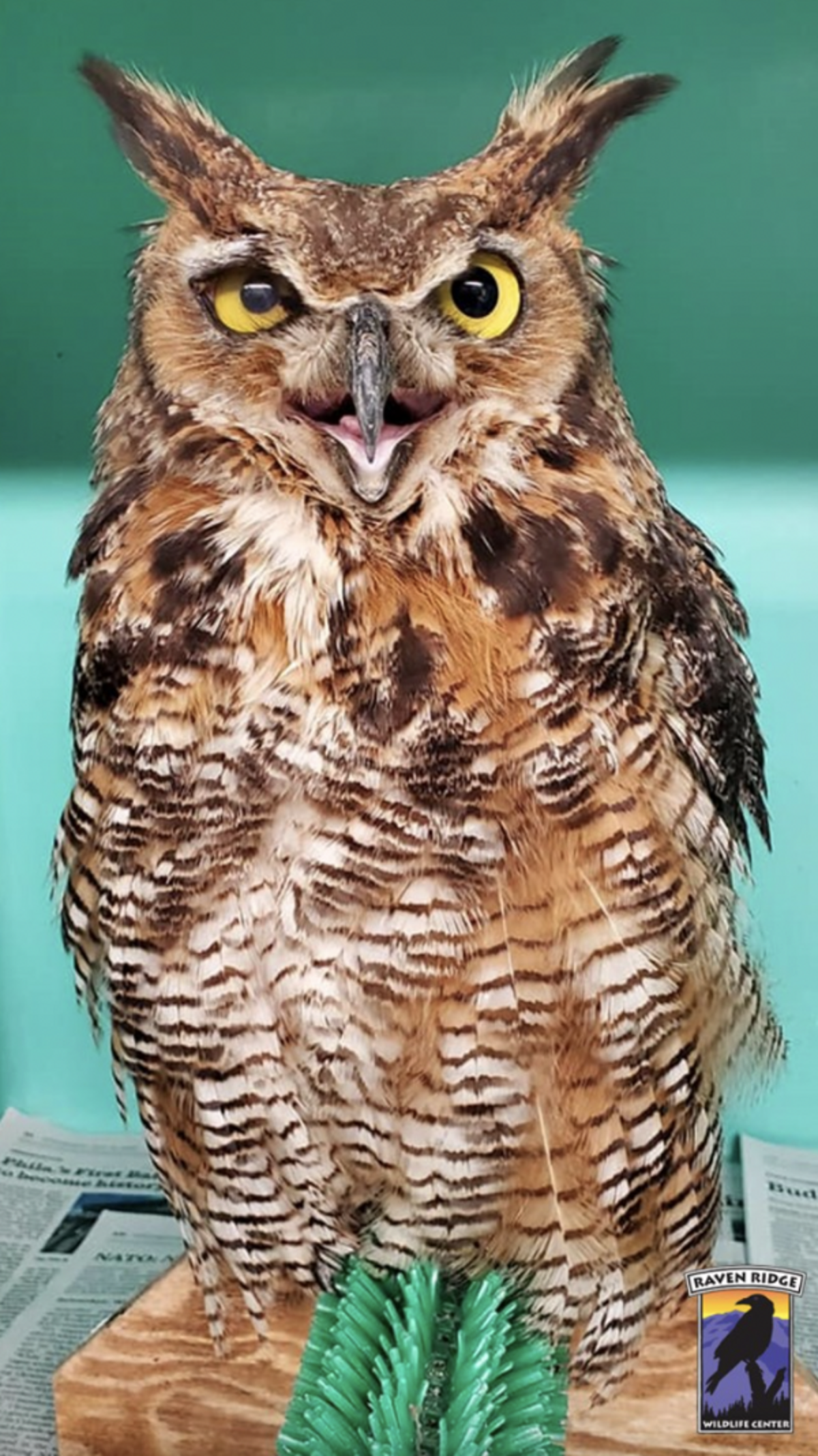 Owl Rescued From Pit Completely Transforms After A Few Days Of TLC ...