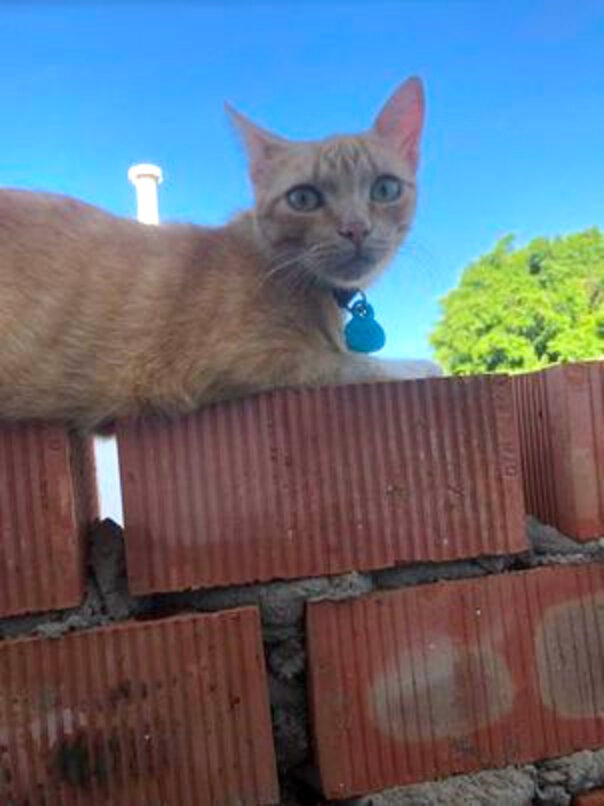 Cat Bully Has Sudden Change Of Heart After His Dog Sibling Falls Sick ...