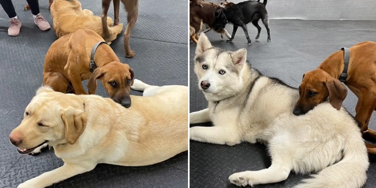 Sleepy Pup Uses Every Dog He Meets At Daycare As A Headrest - The Dodo