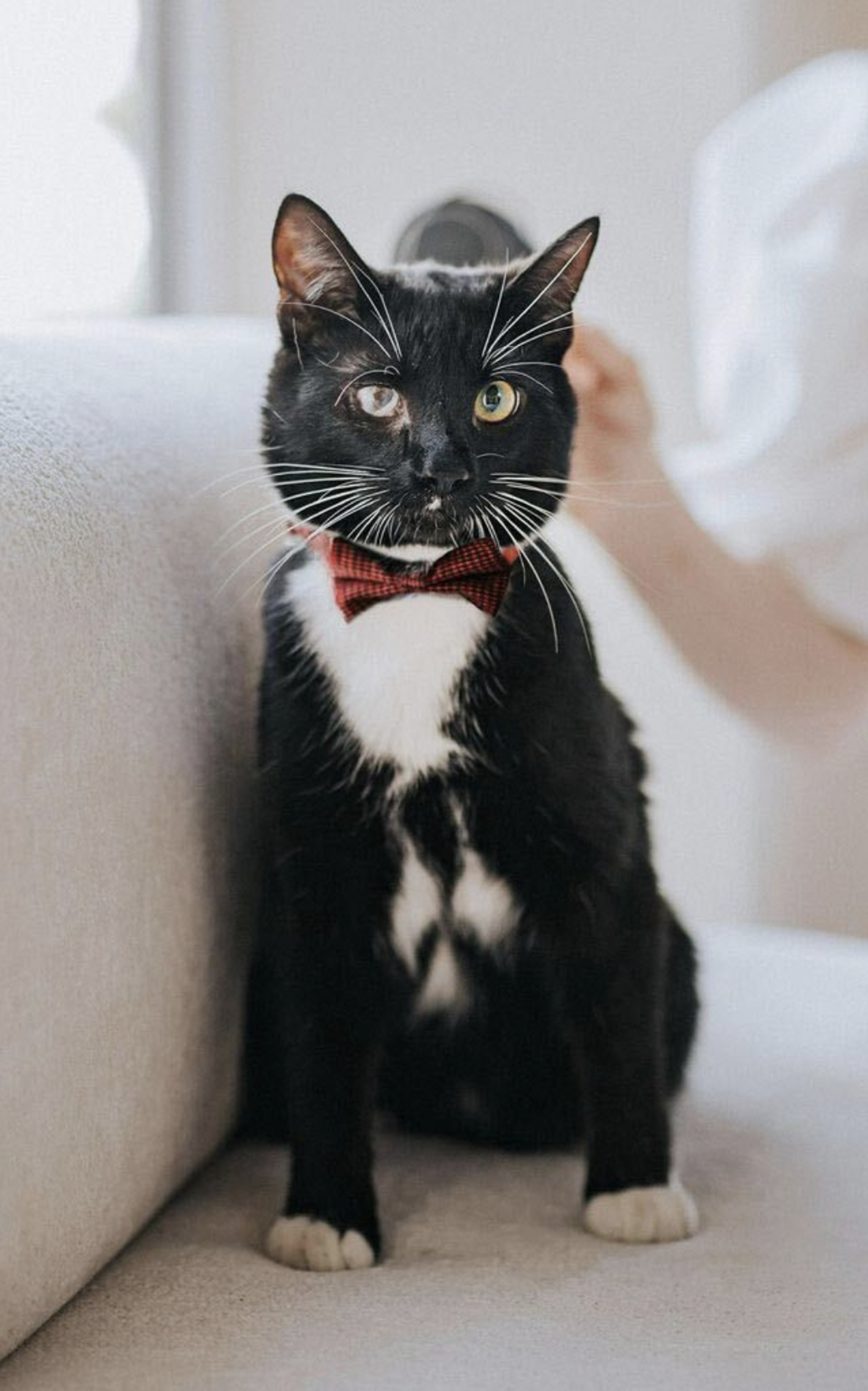 Camera Captures Mischievous Cat's Over-The-Top Nighttime Routine - The Dodo