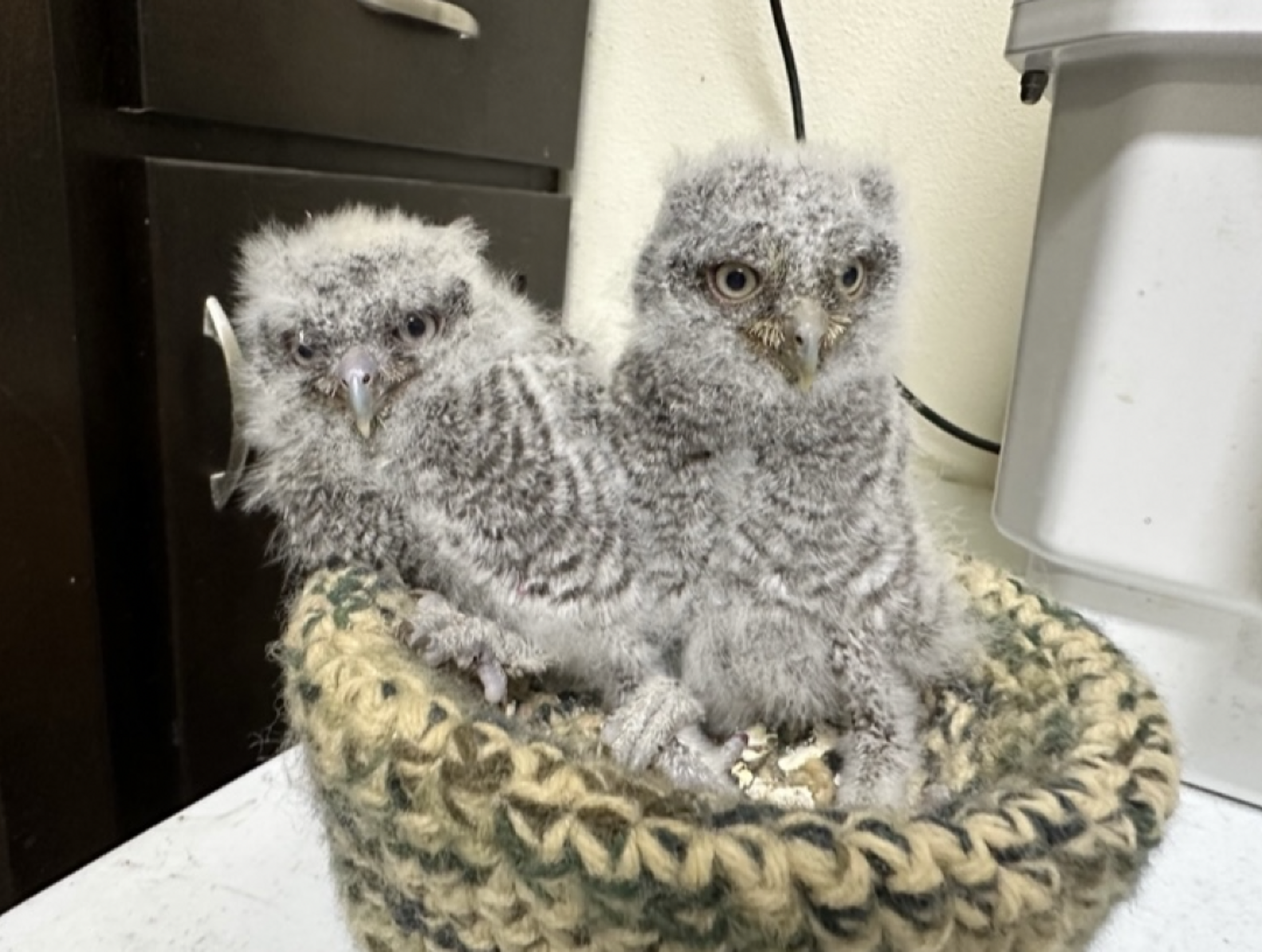 Rescue Owls Are Stunned To Realize They've Arrived At Their Favorite ...