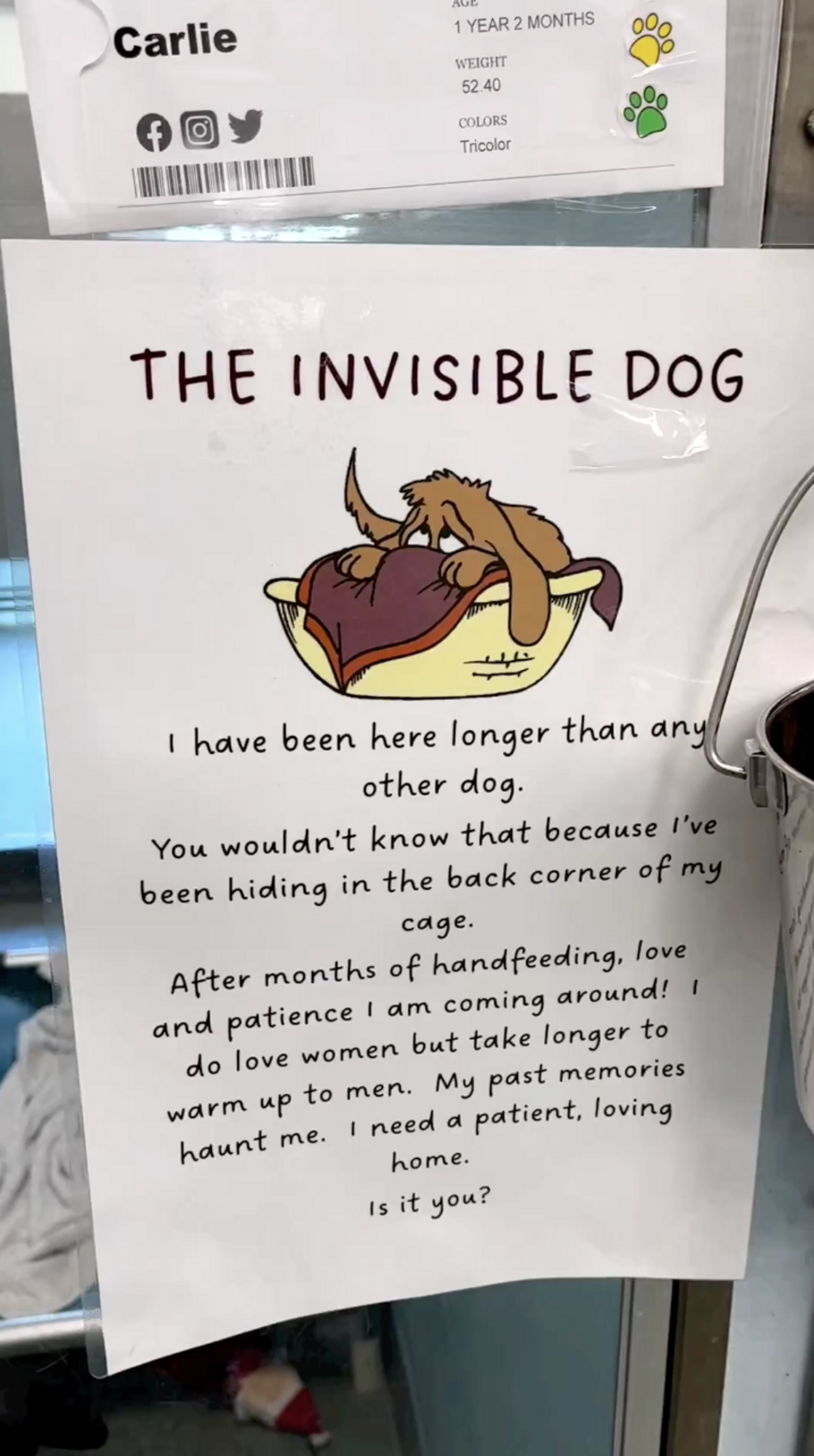 Shelter Puts Up Heartbreaking Sign About 'The Invisible Dog' - The Dodo