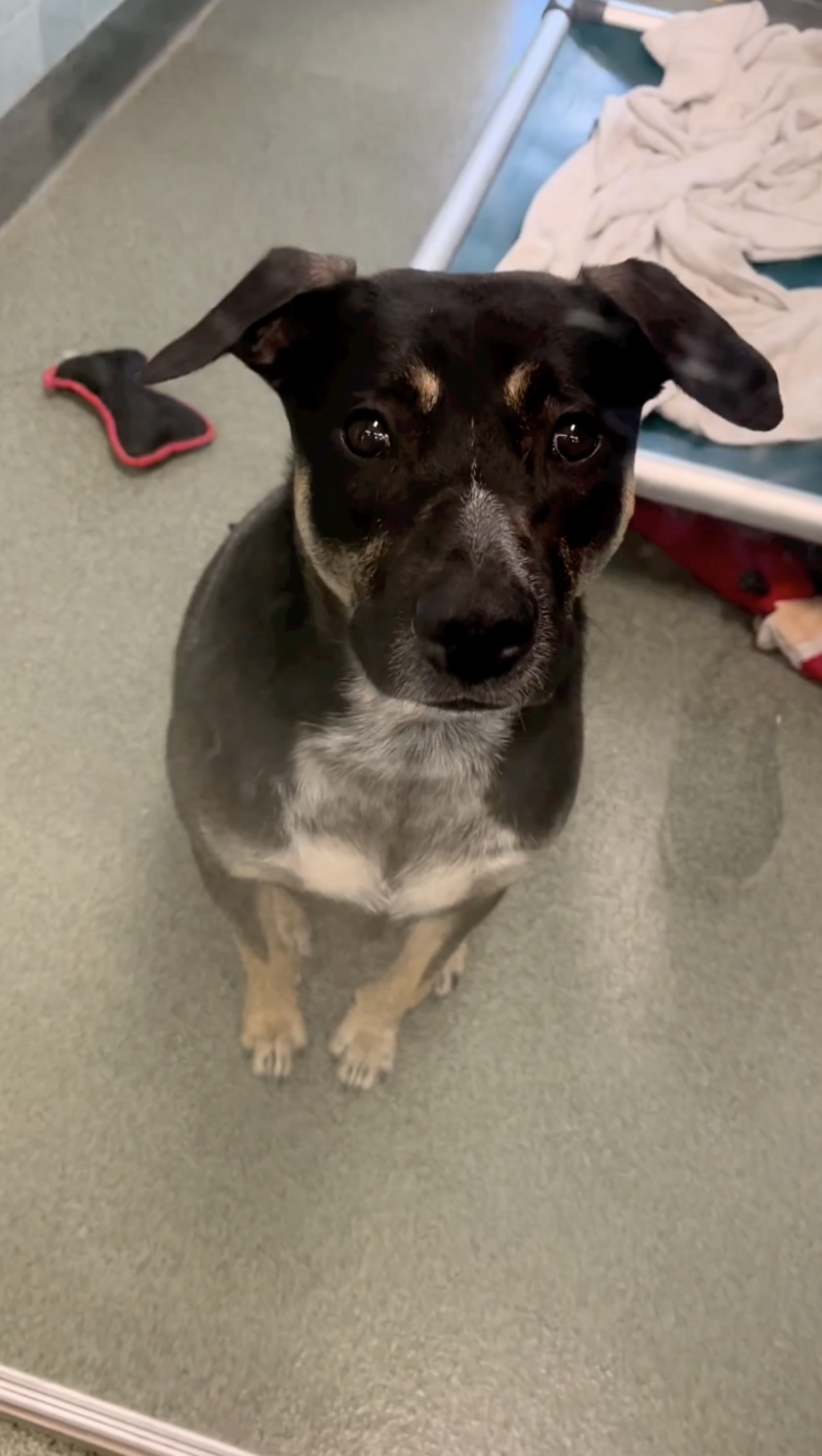 Shelter Puts Up Heartbreaking Sign About 'The Invisible Dog' - The Dodo