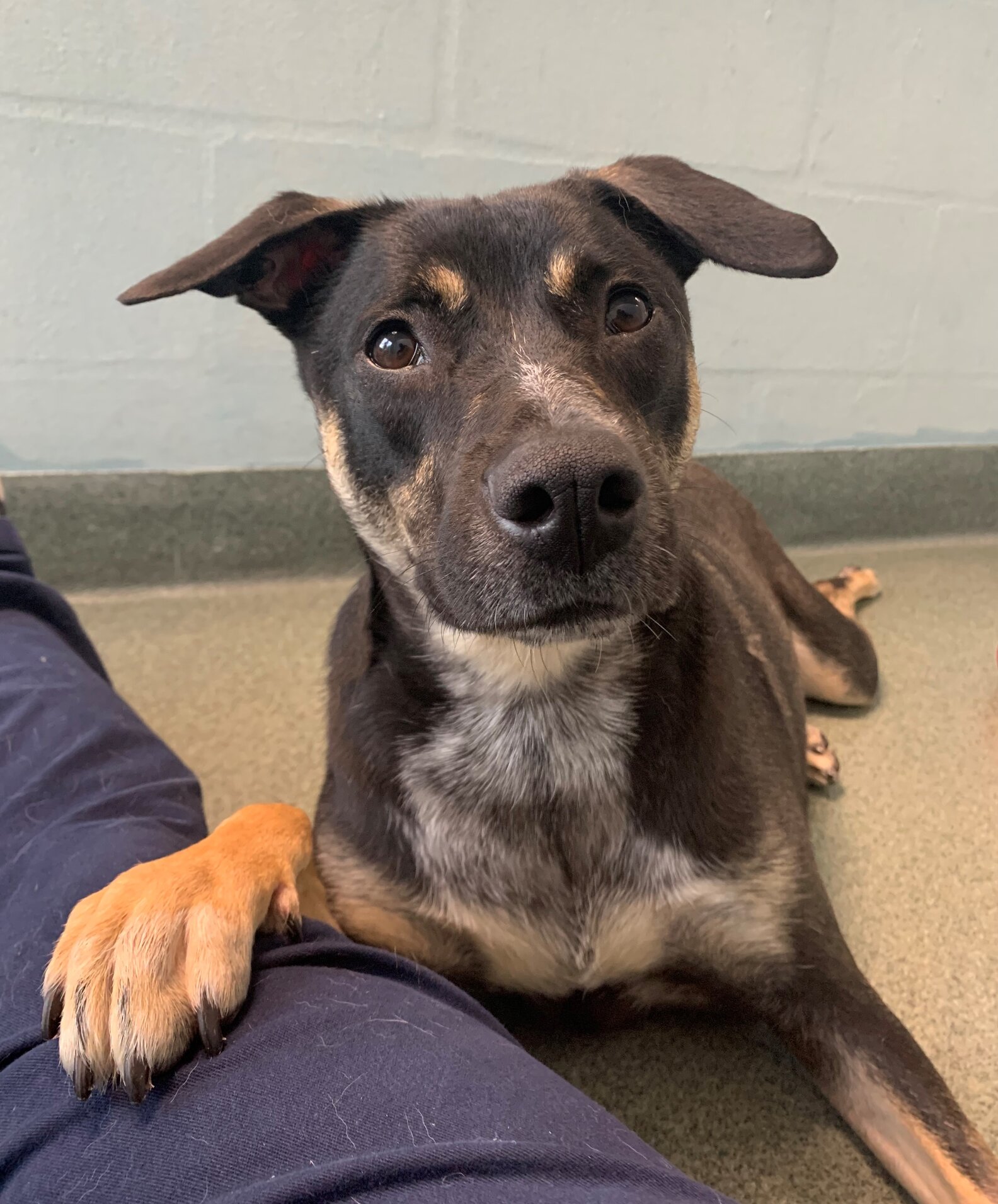 Shelter Puts Up Heartbreaking Sign About 'The Invisible Dog' - The Dodo