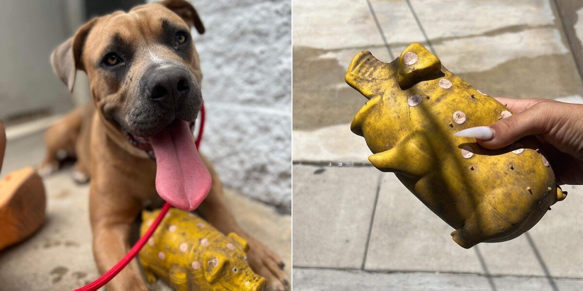 Dog Dumped On Side Of Highway Makes An Unlikely Best Friend - The Dodo