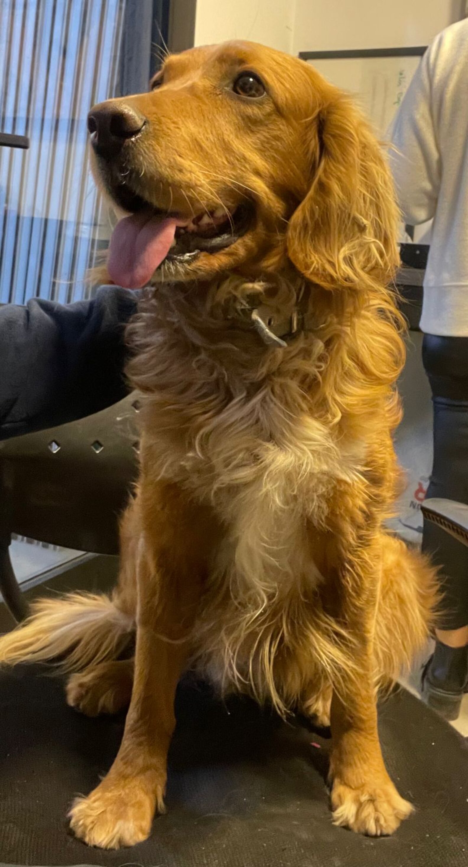 Sneaky Dog Accidentally Crashes His Family's Car Into A Wall - The Dodo