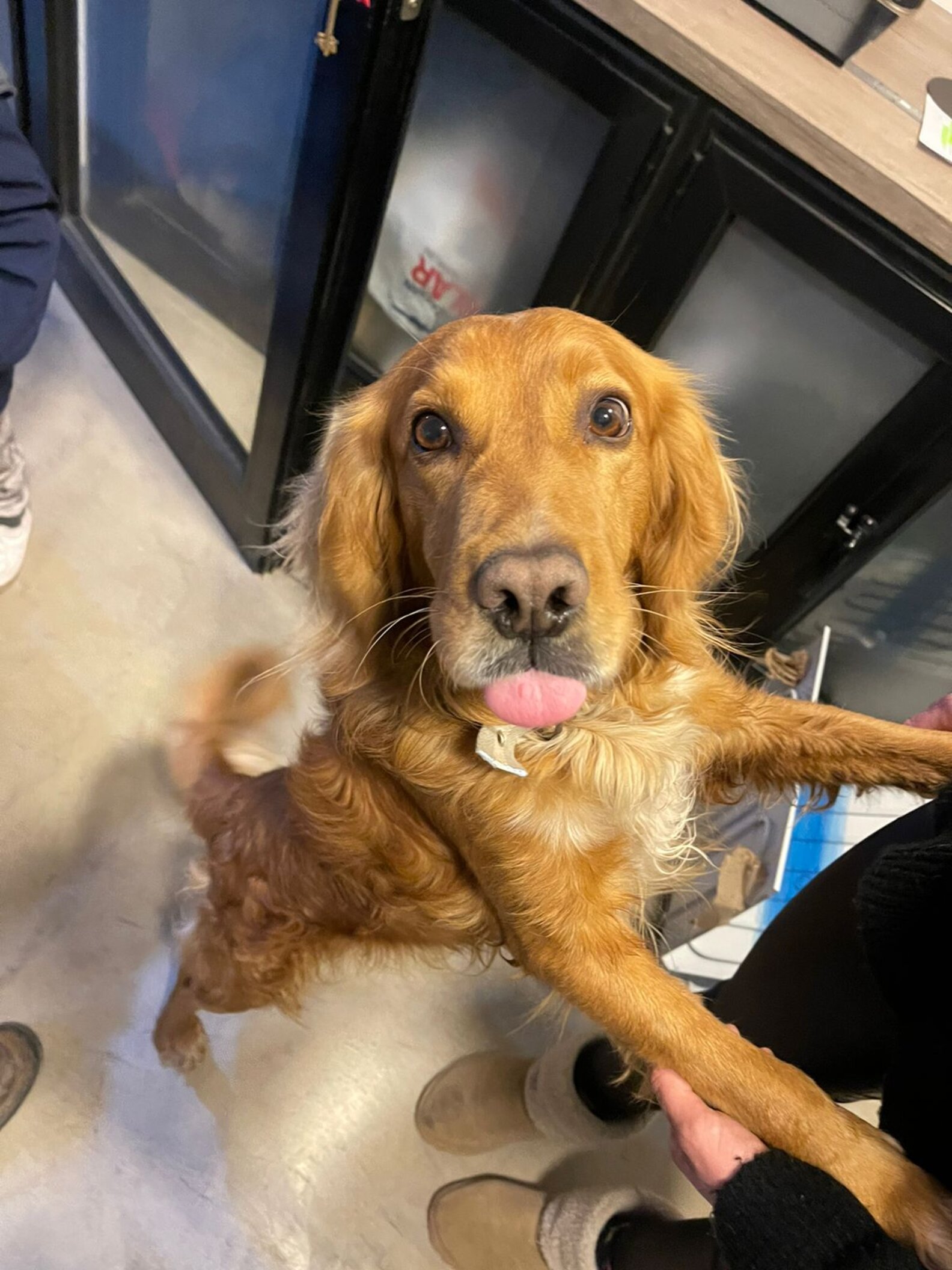 Sneaky Dog Accidentally Crashes His Family's Car Into A Wall - The Dodo