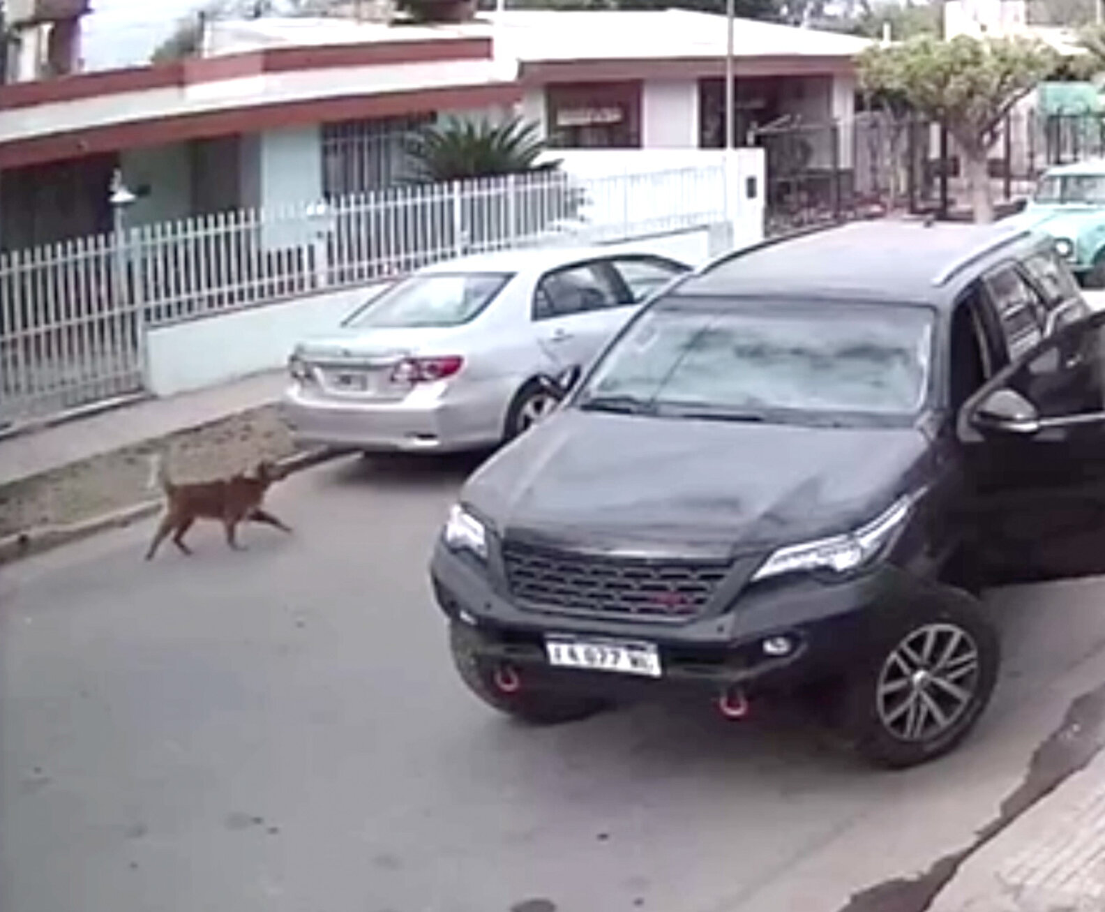 Sneaky Dog Accidentally Crashes His Family's Car Into A Wall - The Dodo