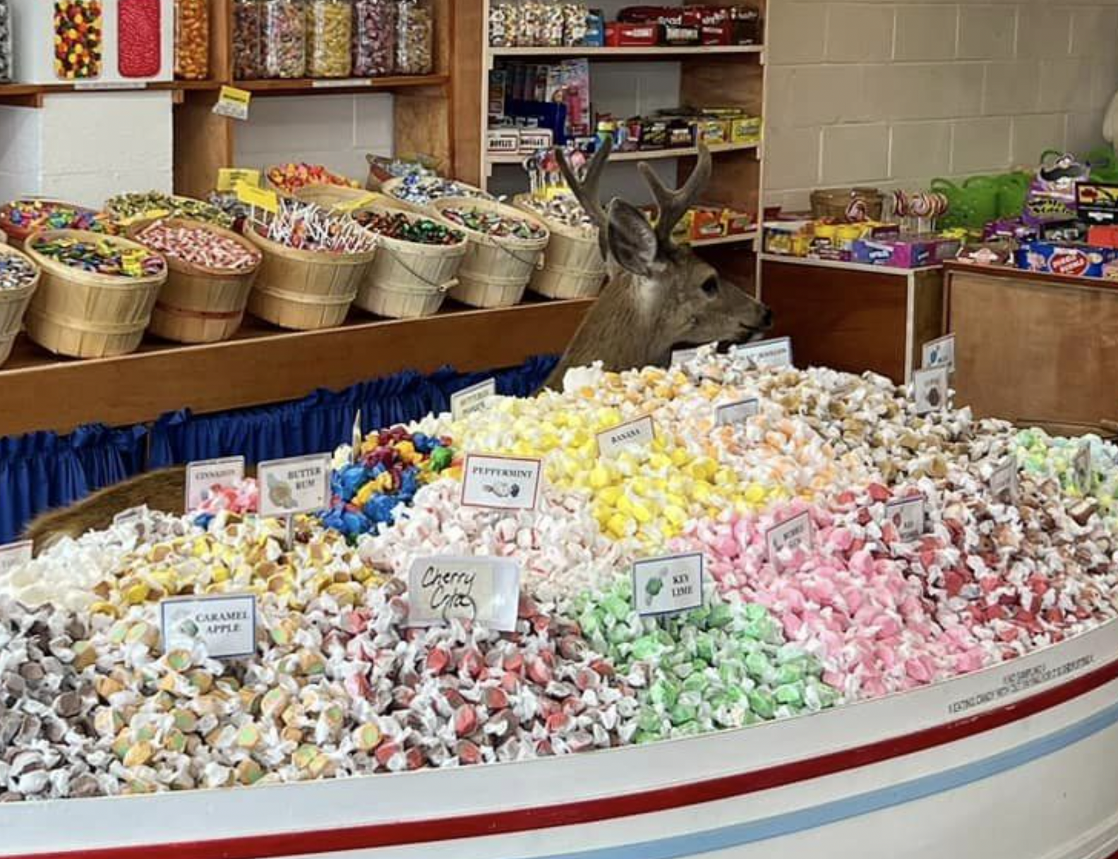 Candy Shop Owner In Disbelief When She Sees Who Walks Through The Door - The Dodo