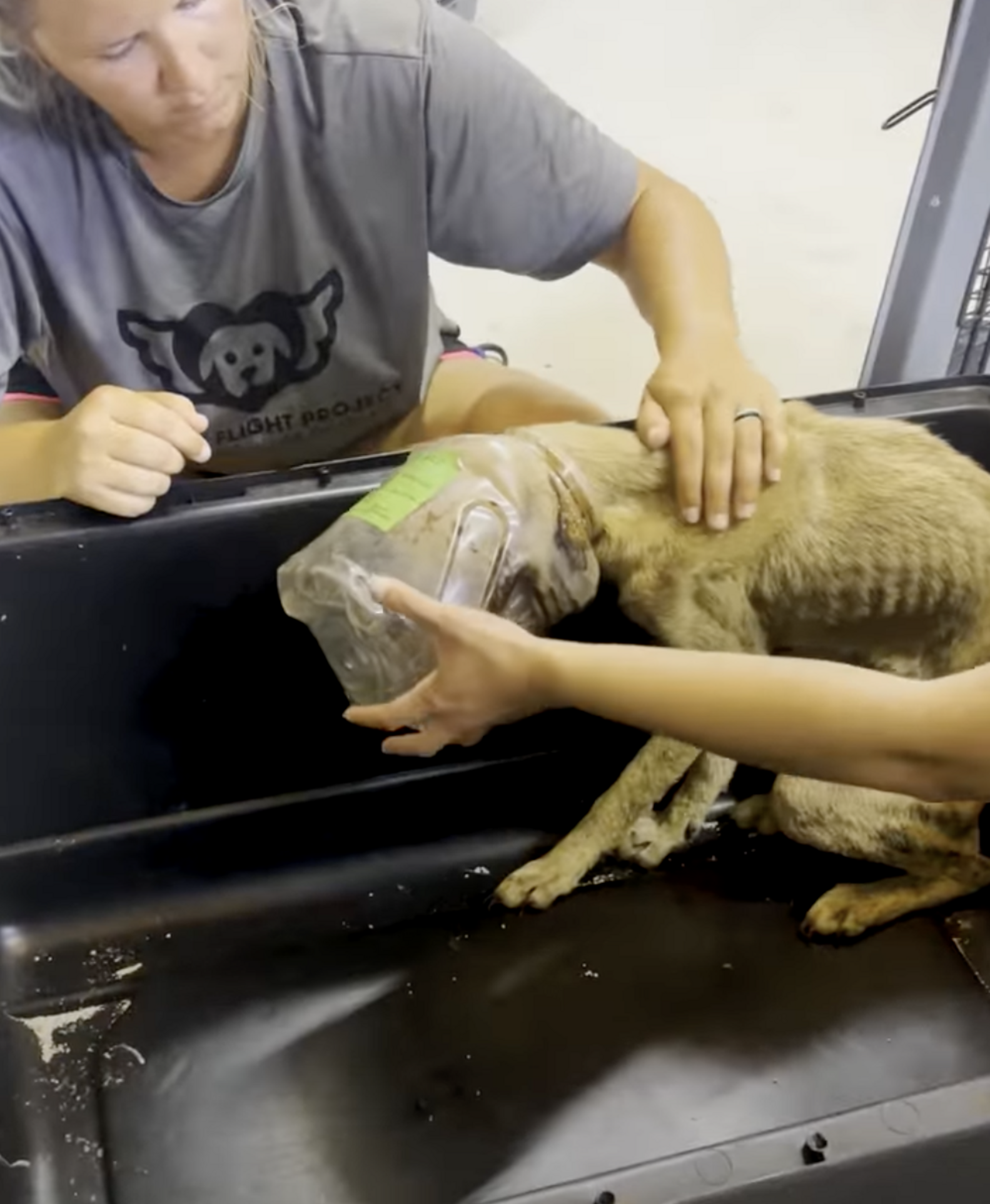 Skinny Animal With Plastic Jar Stuck On Head Spends Days Searching For ...