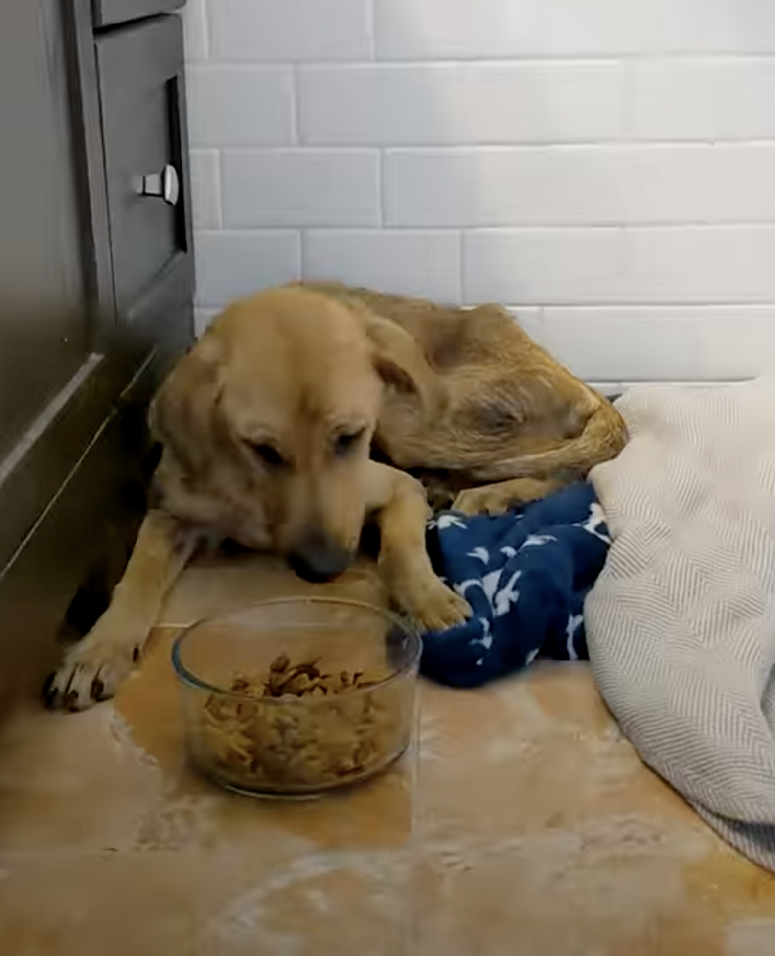 Skinny Animal With Plastic Jar Stuck On Head Spends Days Searching For ...