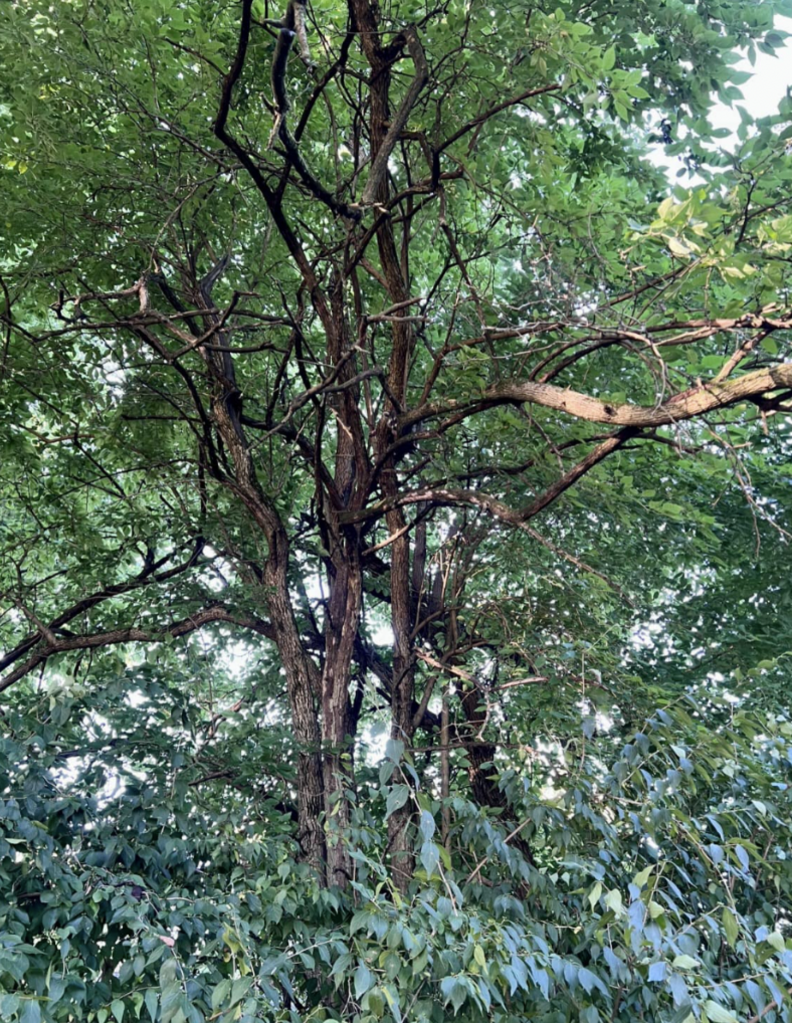 Woman Looks Up In Tree And Realizes An Old Friend Is Watching Her - The ...