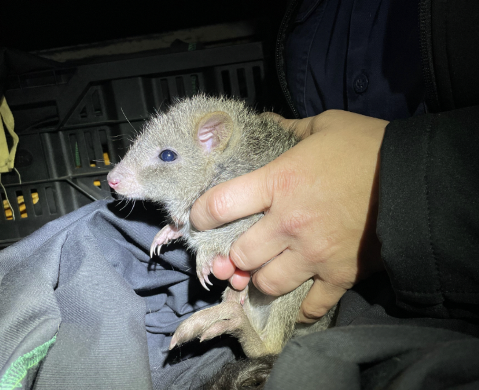 Researchers Are Elated To Find Extremely Rare Baby Hiding In The Dark ...