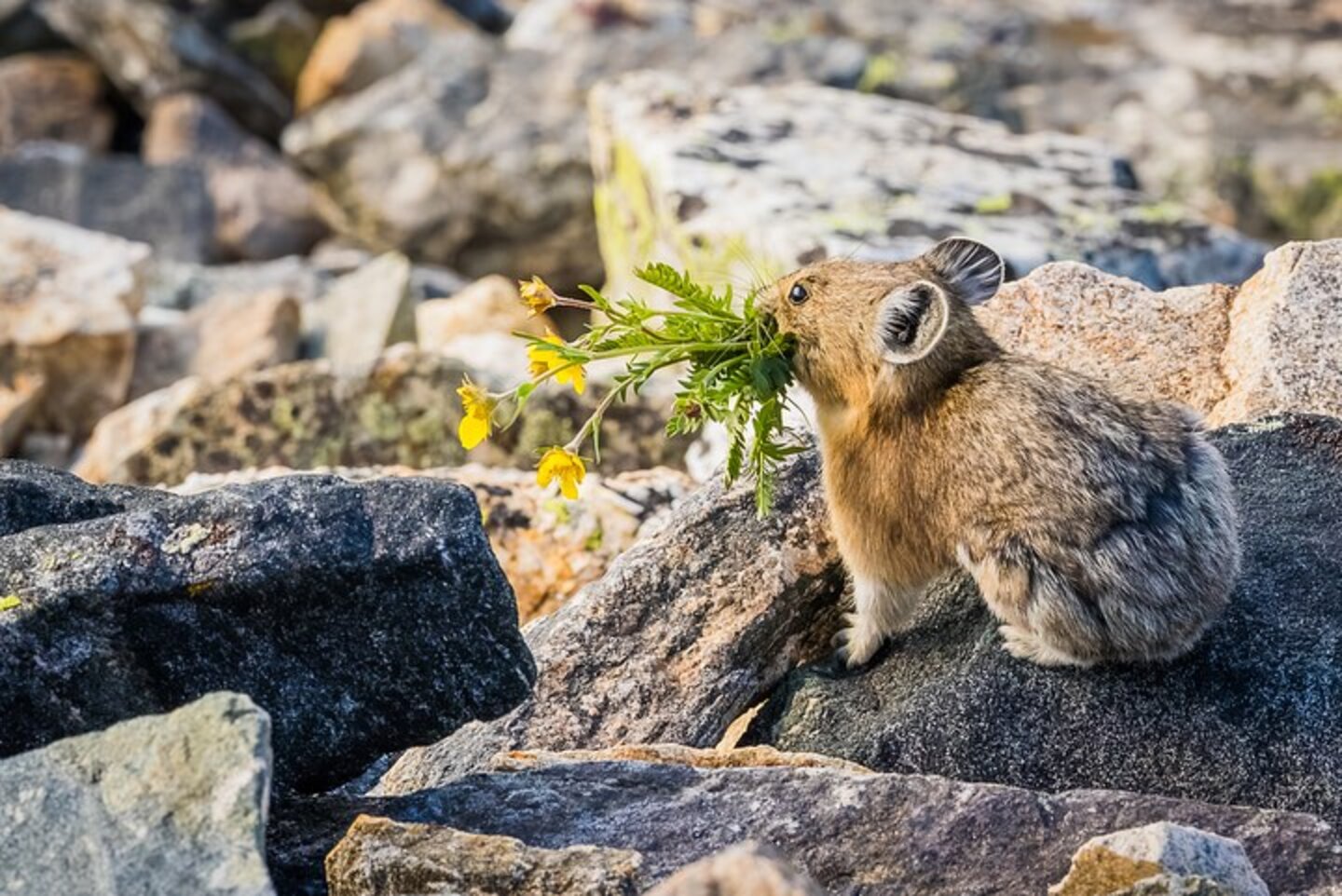 Man Has Chance Encounter With The Animal World’s Most Adorable ‘Florist ...