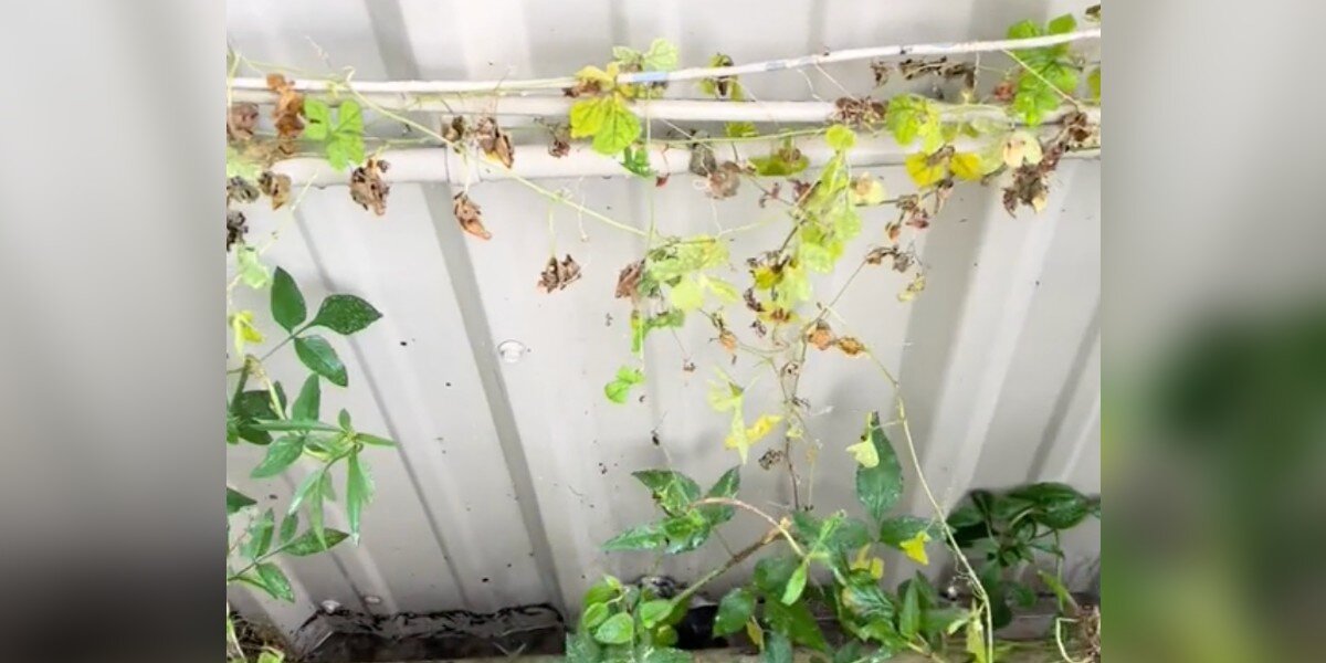 Guy Goes Outside After Storm And Hears Someone Tiny Crying For Help ...