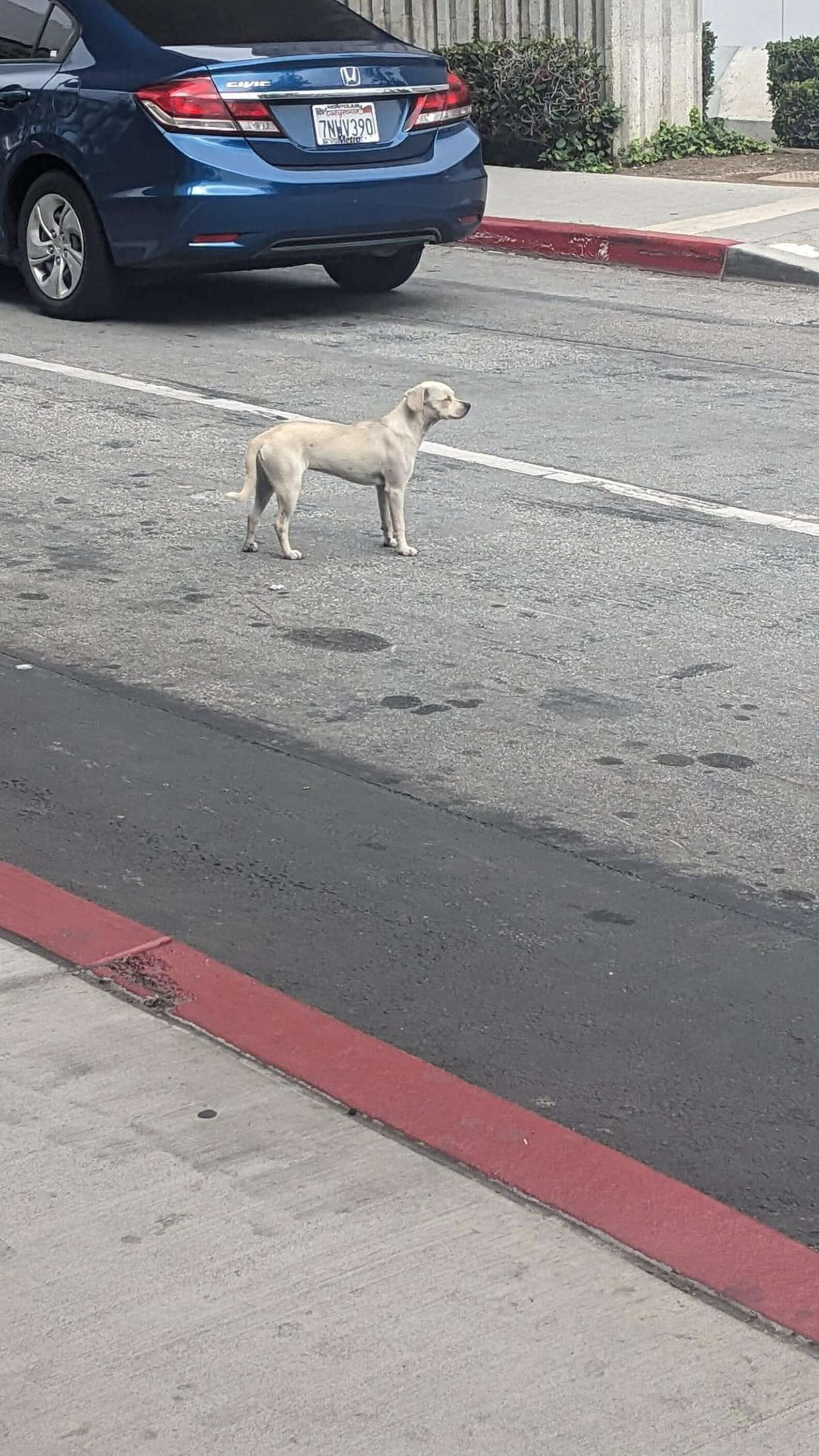 Loyal Dog Stares At Emergency Room Entrance For 10 Days, Hoping To See ...