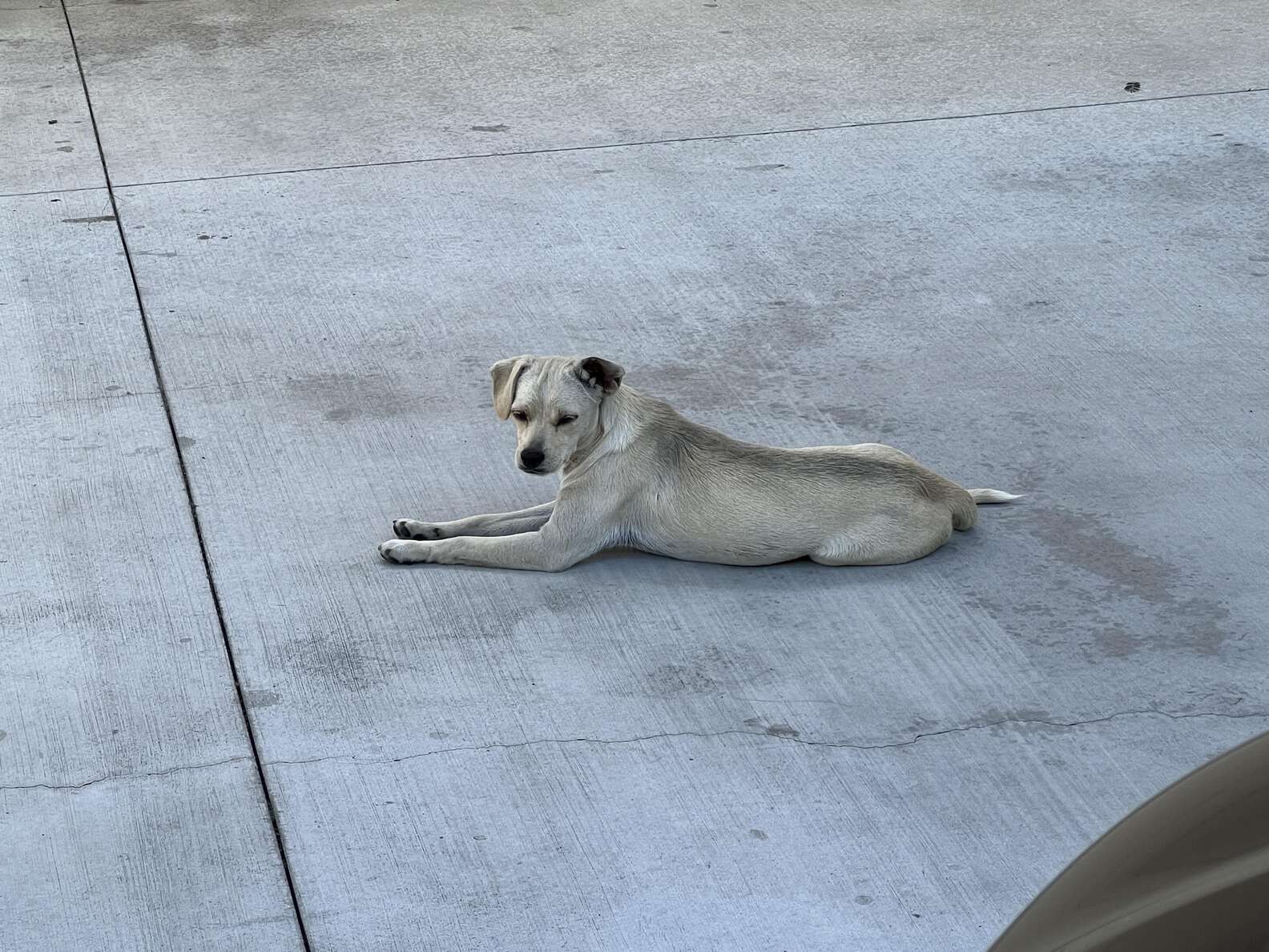 Loyal Dog Stares At Emergency Room Entrance For 10 Days, Hoping To See ...