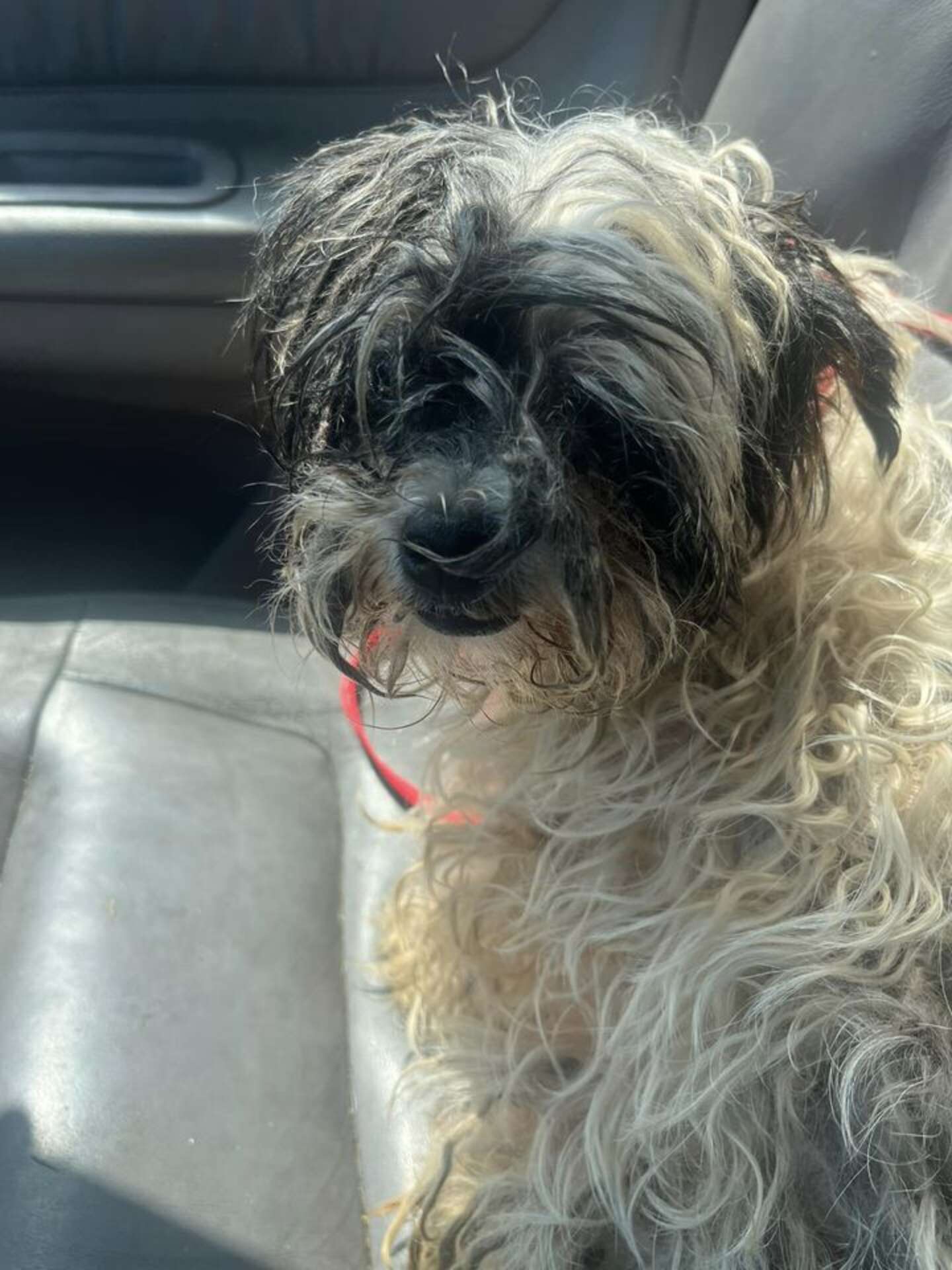 Dog Who Was ‘So Matted’ Looks Like A Puppy Again After Getting A ...