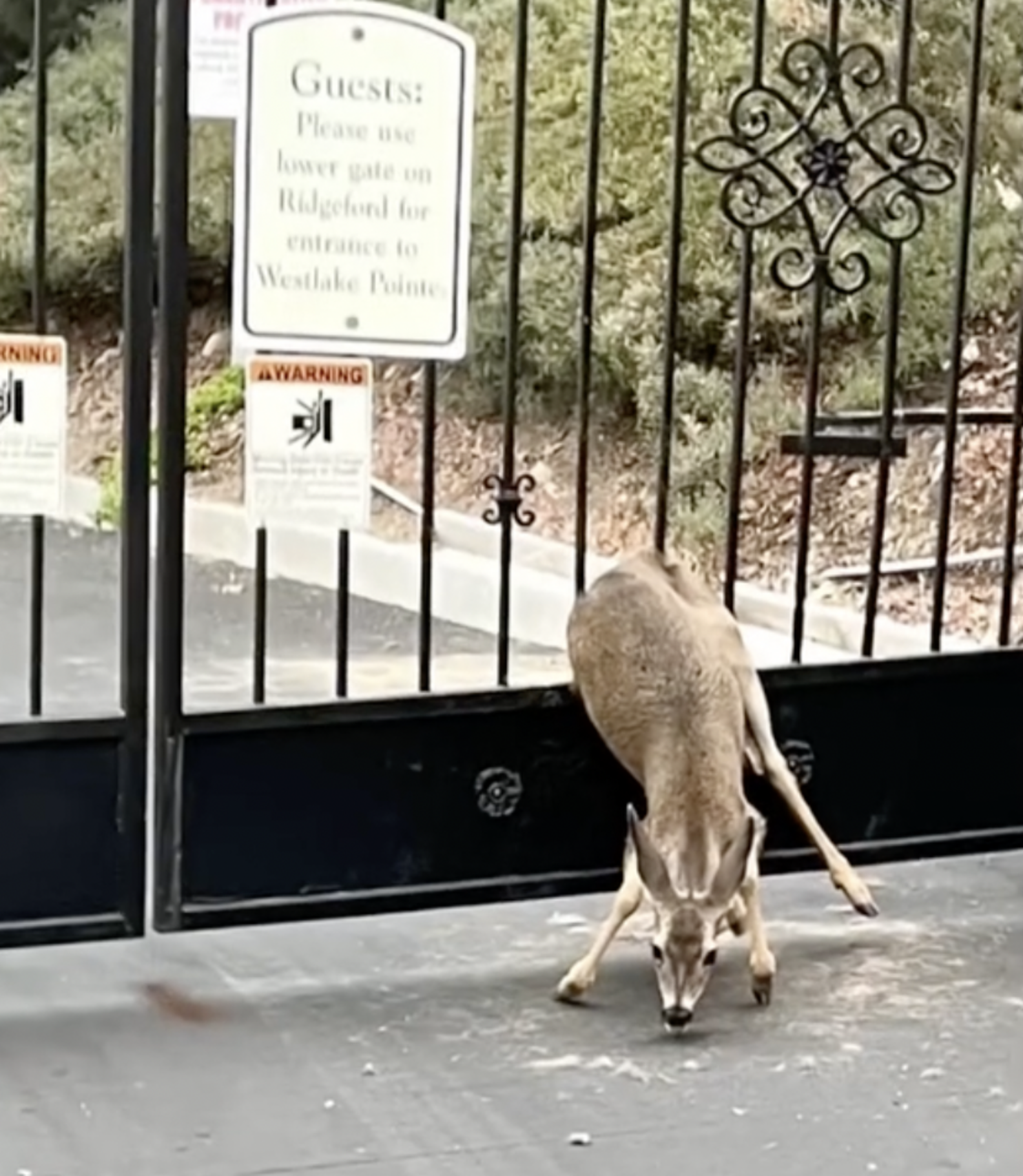 Homeowner Notices Someone Wild Stuck In The Gate — Then Realizes There ...