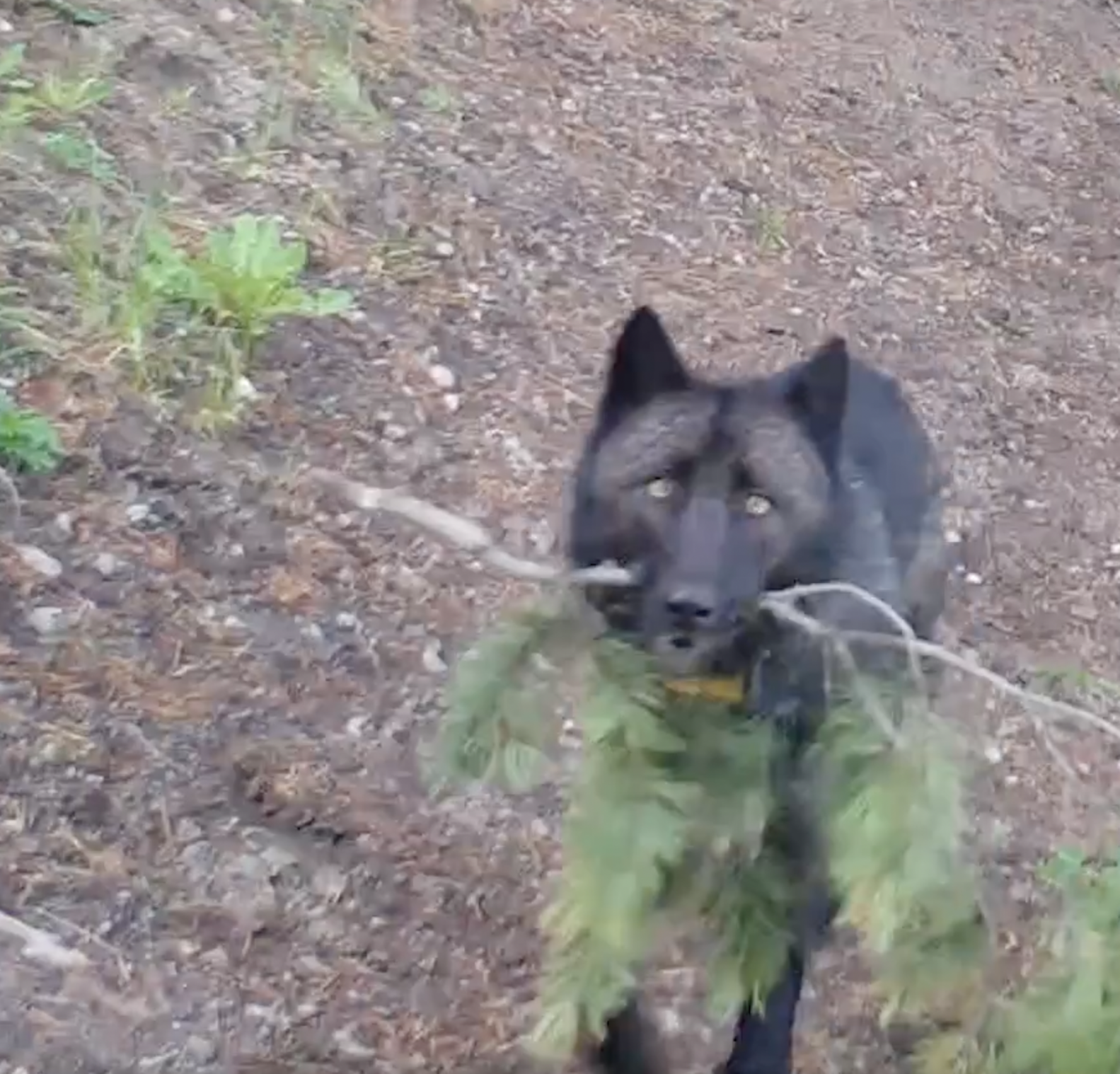 Wildlife Camera Captures Yellowstone Wolves Doing The Sweetest Thing ...