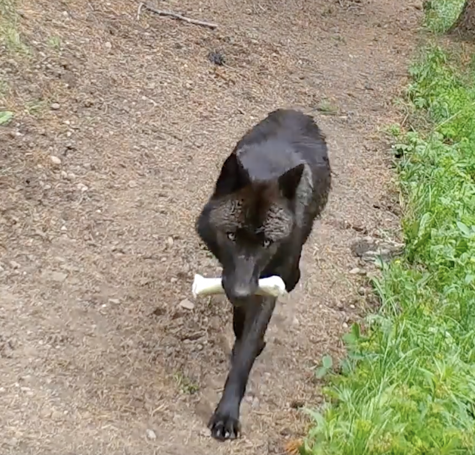 Wildlife Camera Captures Yellowstone Wolves Doing The Sweetest Thing ...