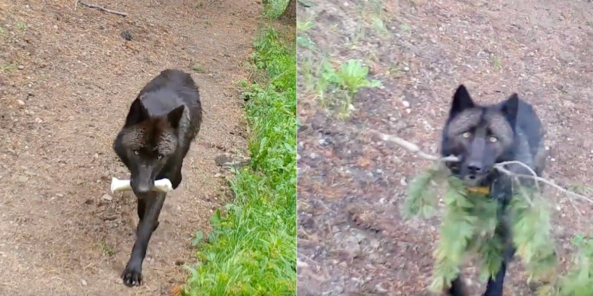 Wildlife Camera Captures Yellowstone Wolves Doing The Sweetest Thing ...