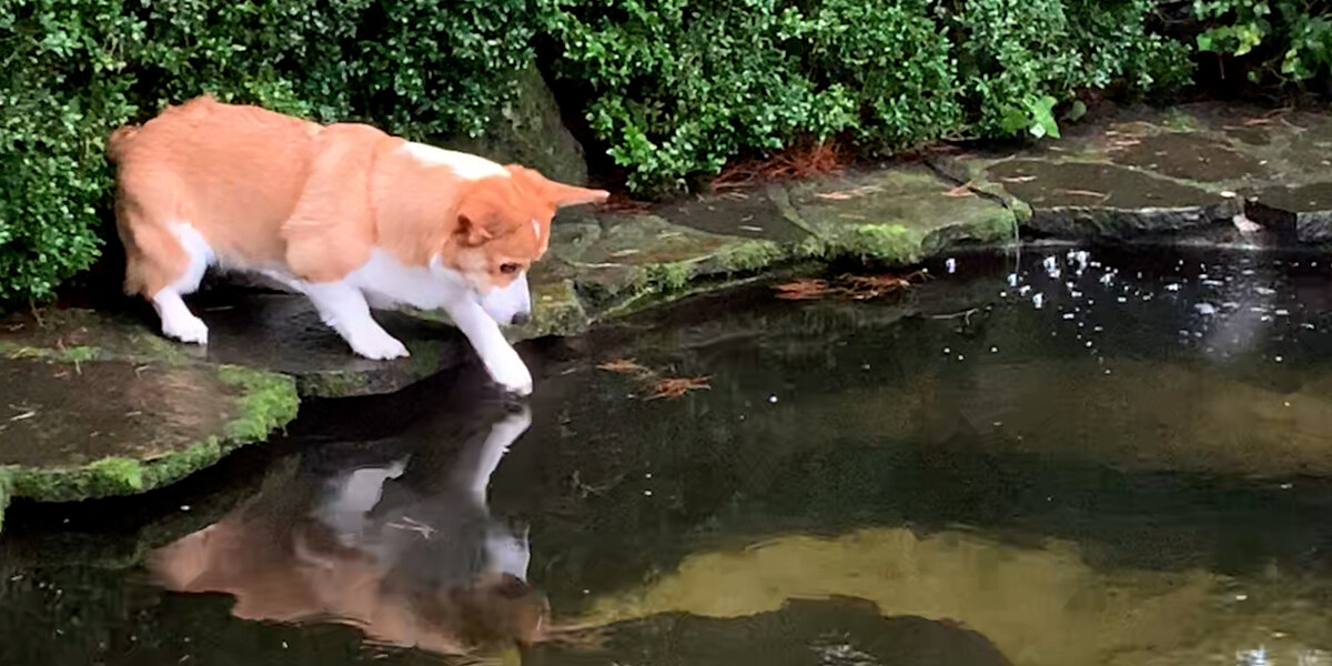 Corgi Is Obsessed With Koi Pond - Videos - The Dodo