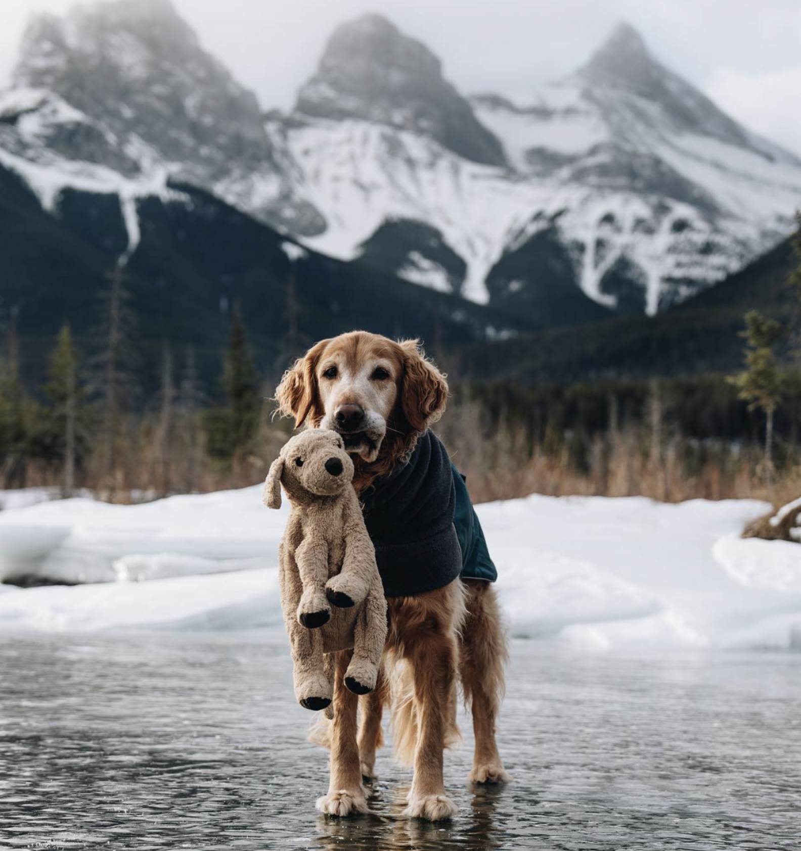 Dog Loves To Bring His Look-Alike Toy On Hikes - The Dodo