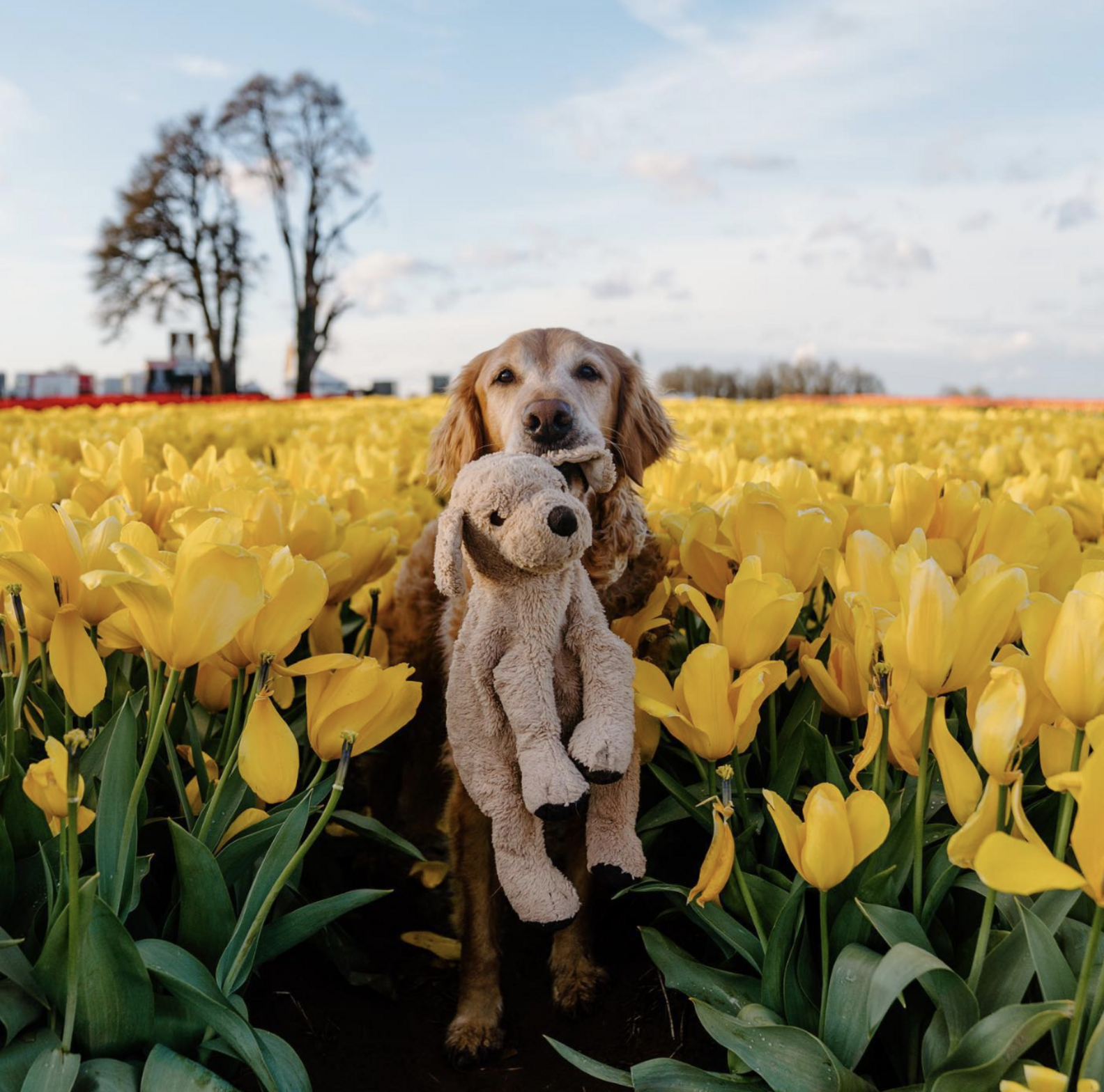 Dog Loves To Bring His Look-Alike Toy On Hikes - The Dodo
