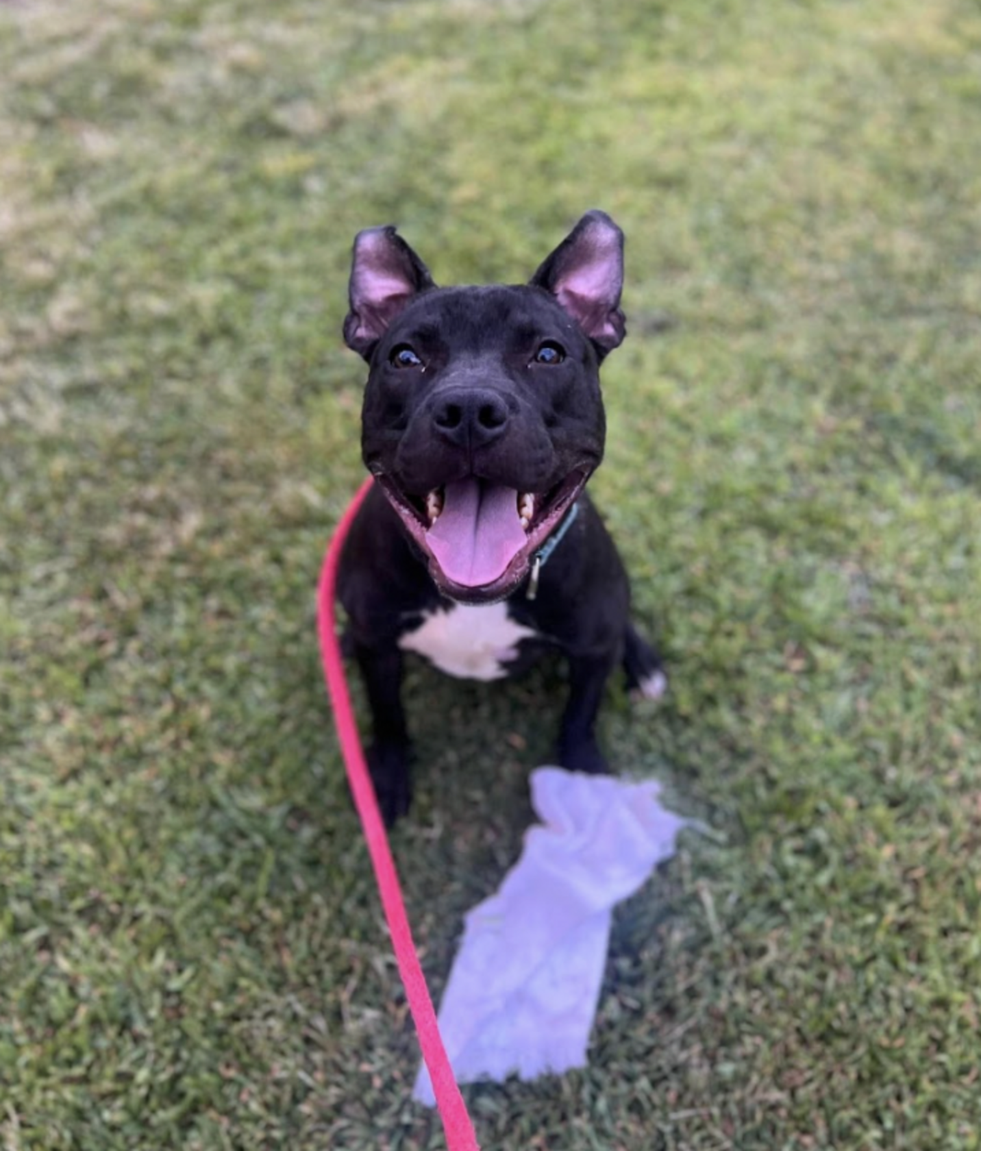 Skinny Stray Puppy Completely Transforms With A Little Love - The Dodo
