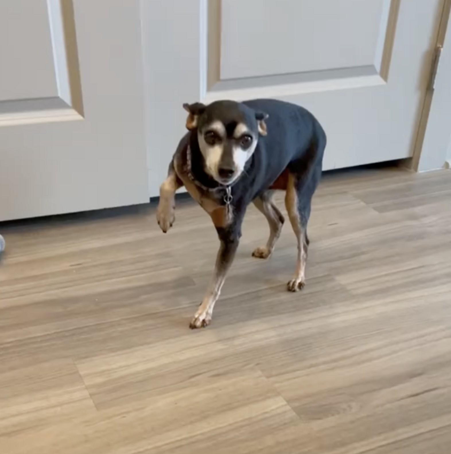 Dog Who Won’t Stop Faking Leg Injuries Realizes He's Taken It Too Far ...