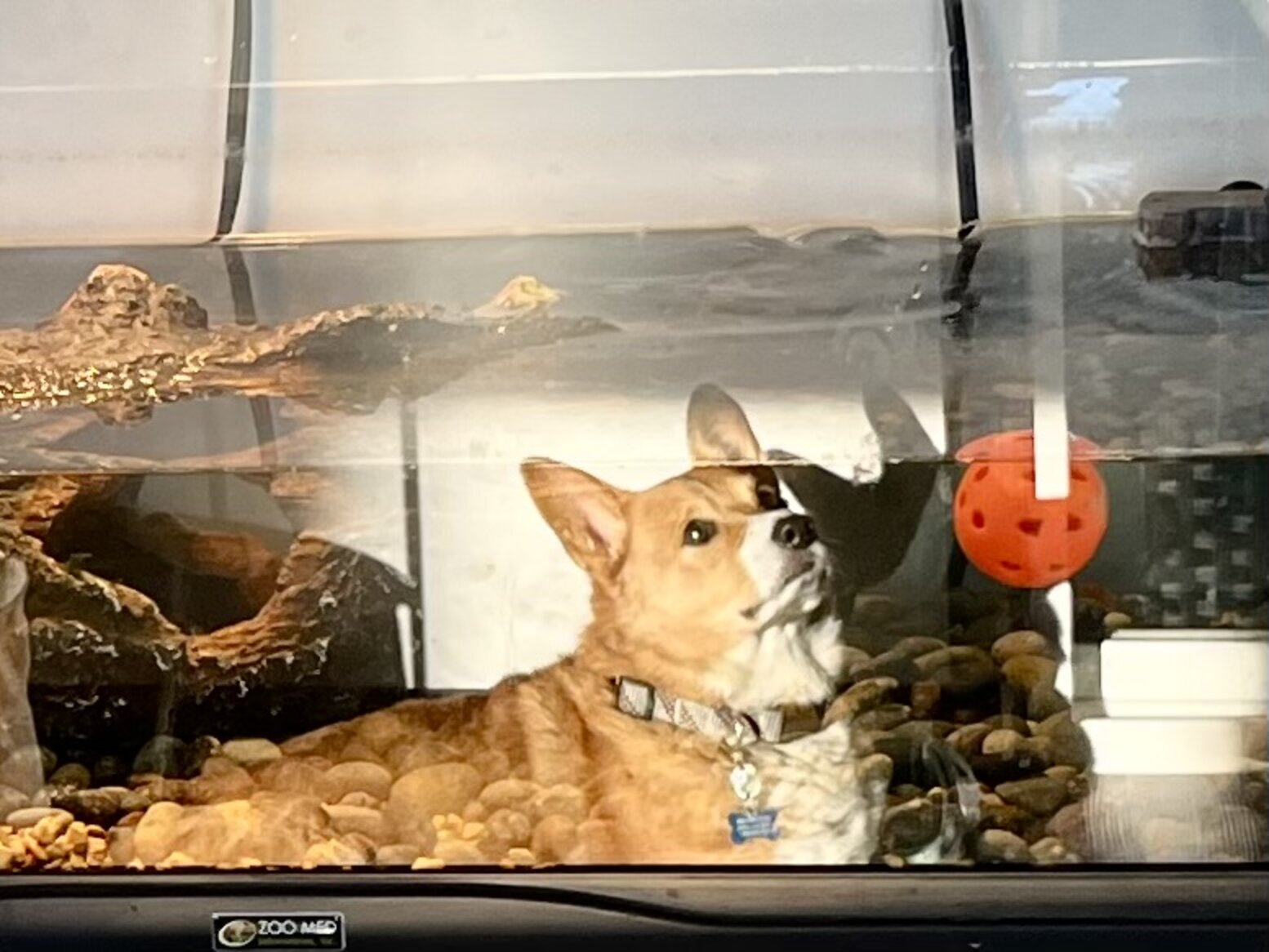 Woman Glances Into Her Turtle's Aquarium And Sees Someone Unexpected ...