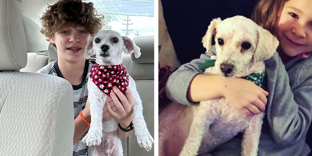 Family Picks Up Dog From Groomer And Notices Something's Off About His ...